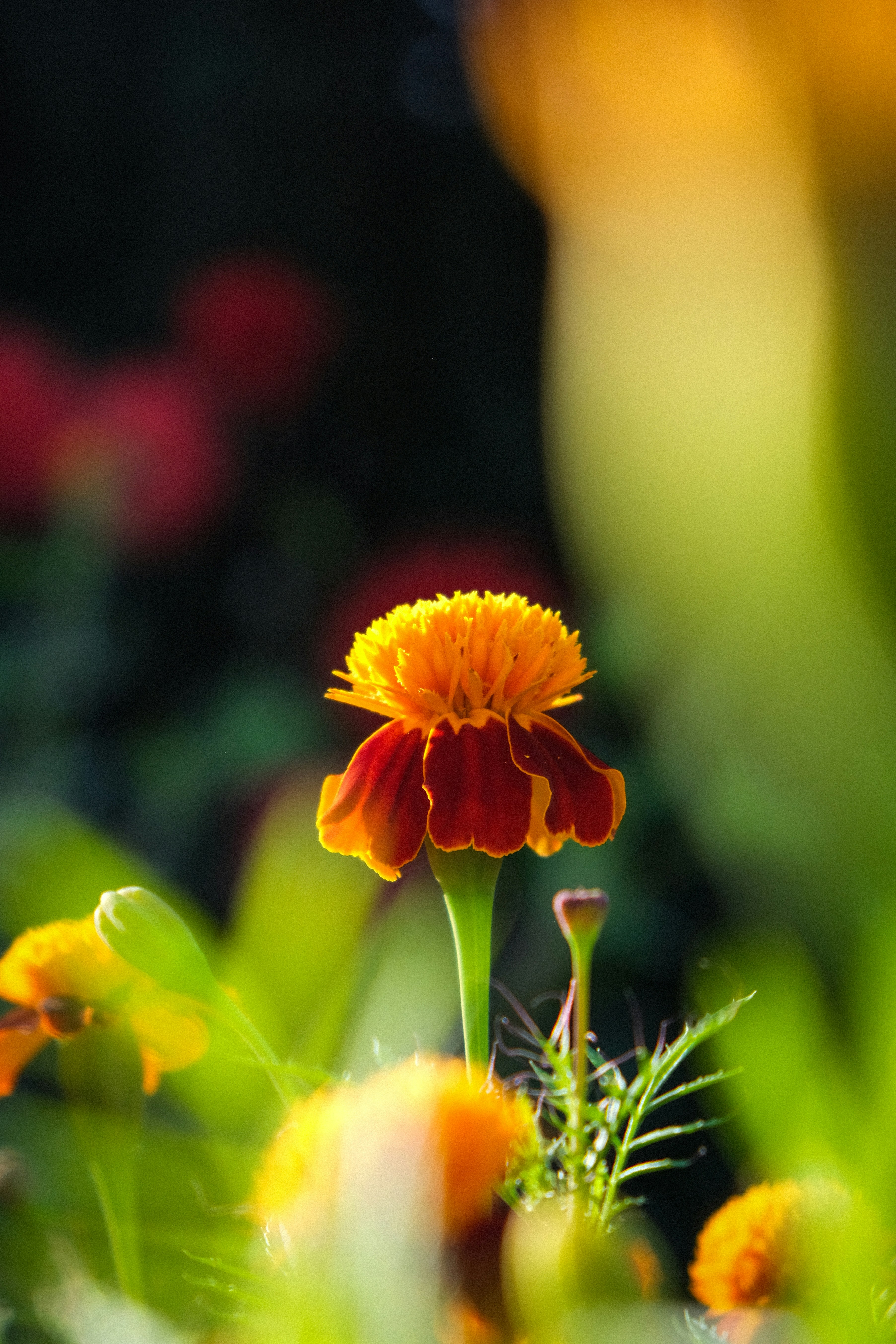 Orange-dawn bloom rising from a sunlit bed of green