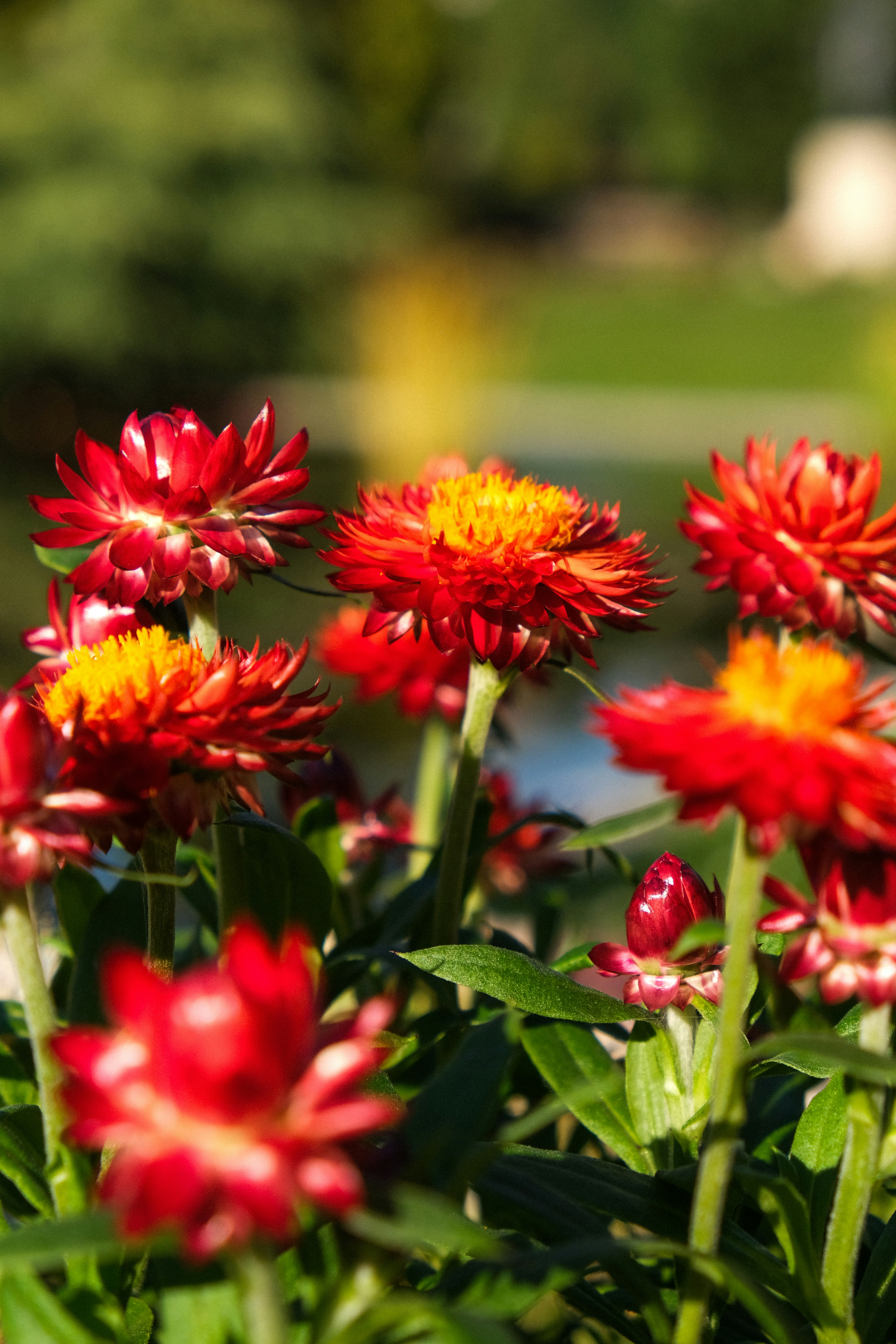 Crimson Heads in a Sunlit Garden