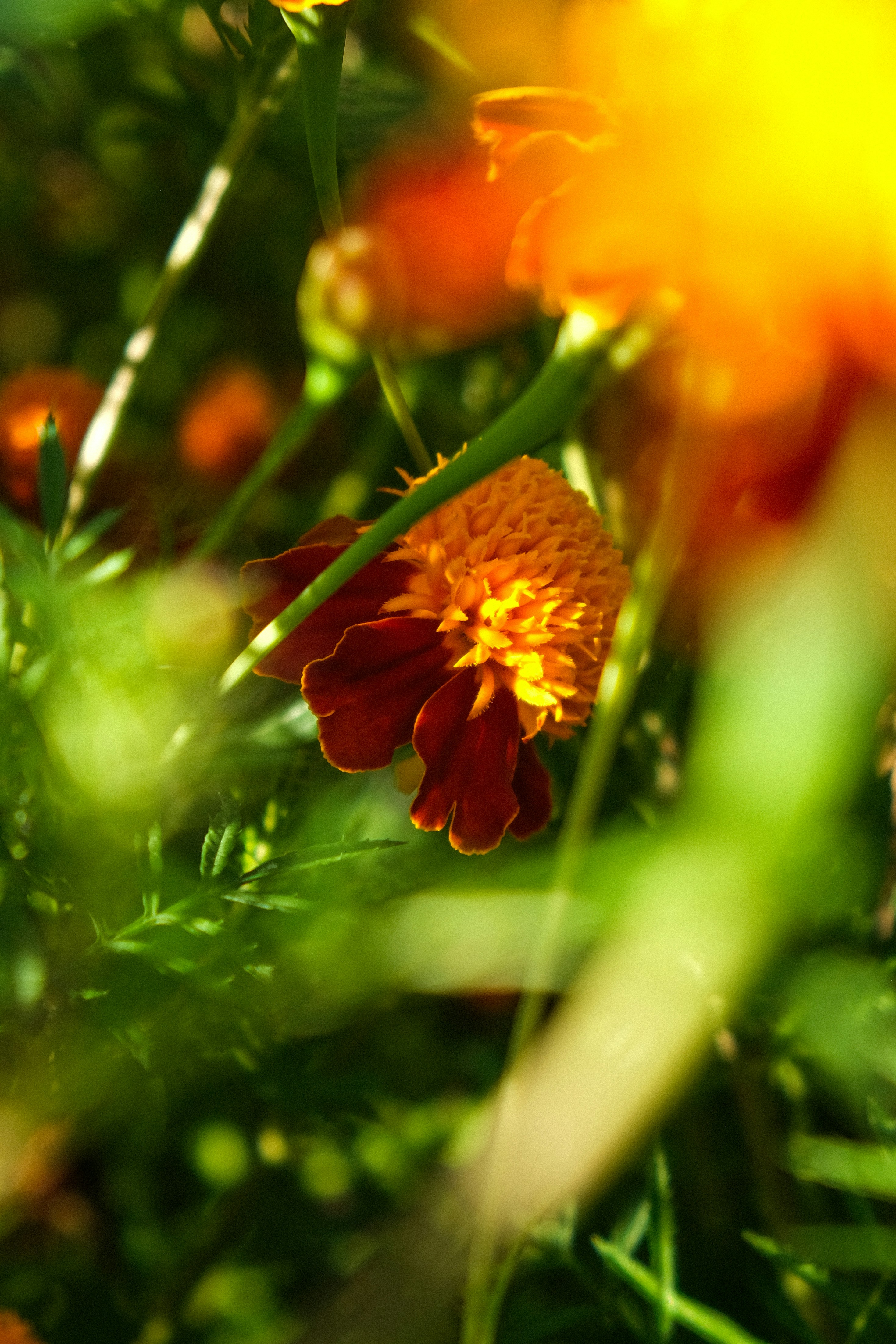 Amber Bloom Amid the Green Veil