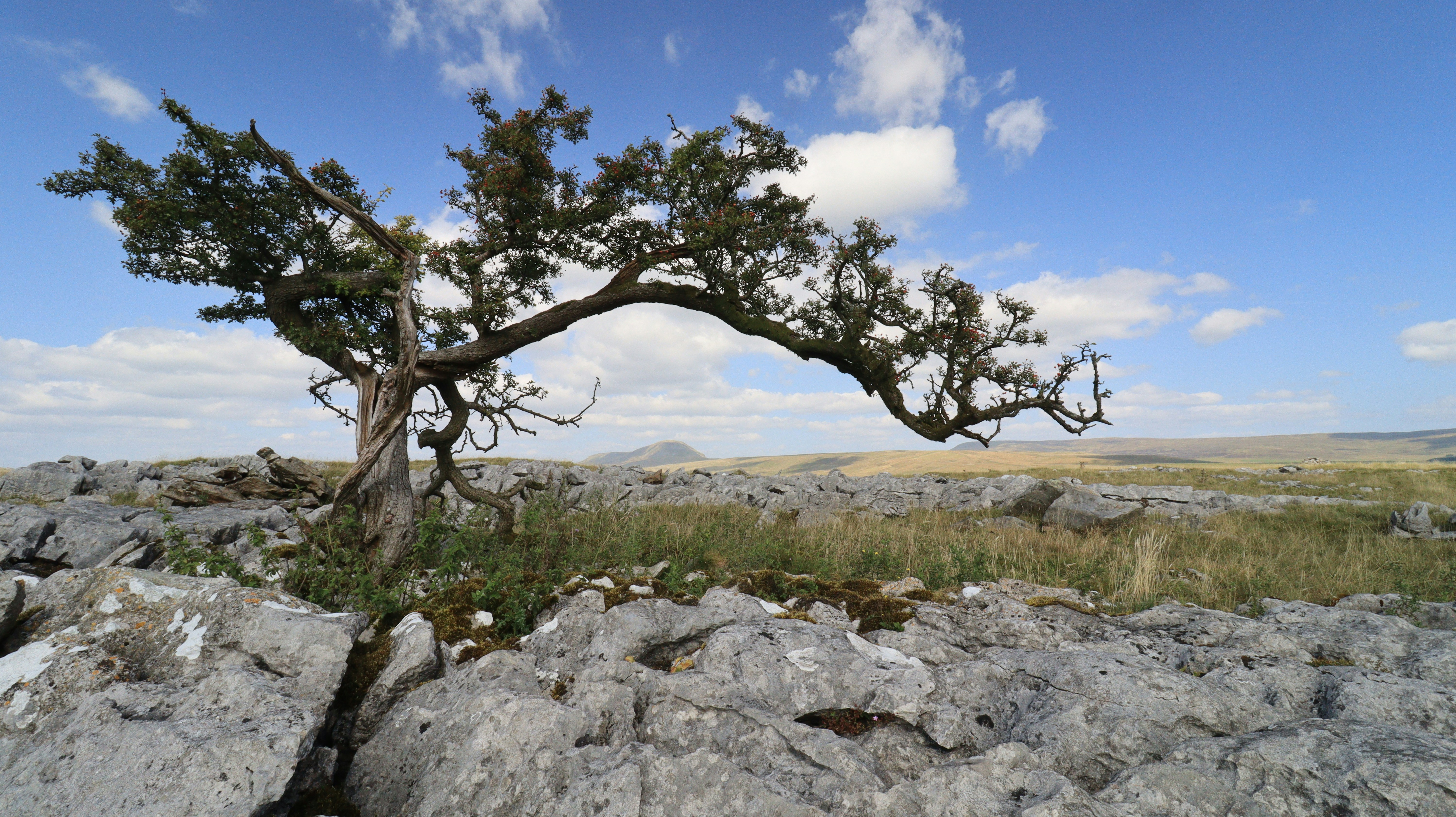 Old gnarled tree grows across flat limestone rocks with a distant horizon and blue sky; a landscape shot emphasizing resilience and sparse terrain.
