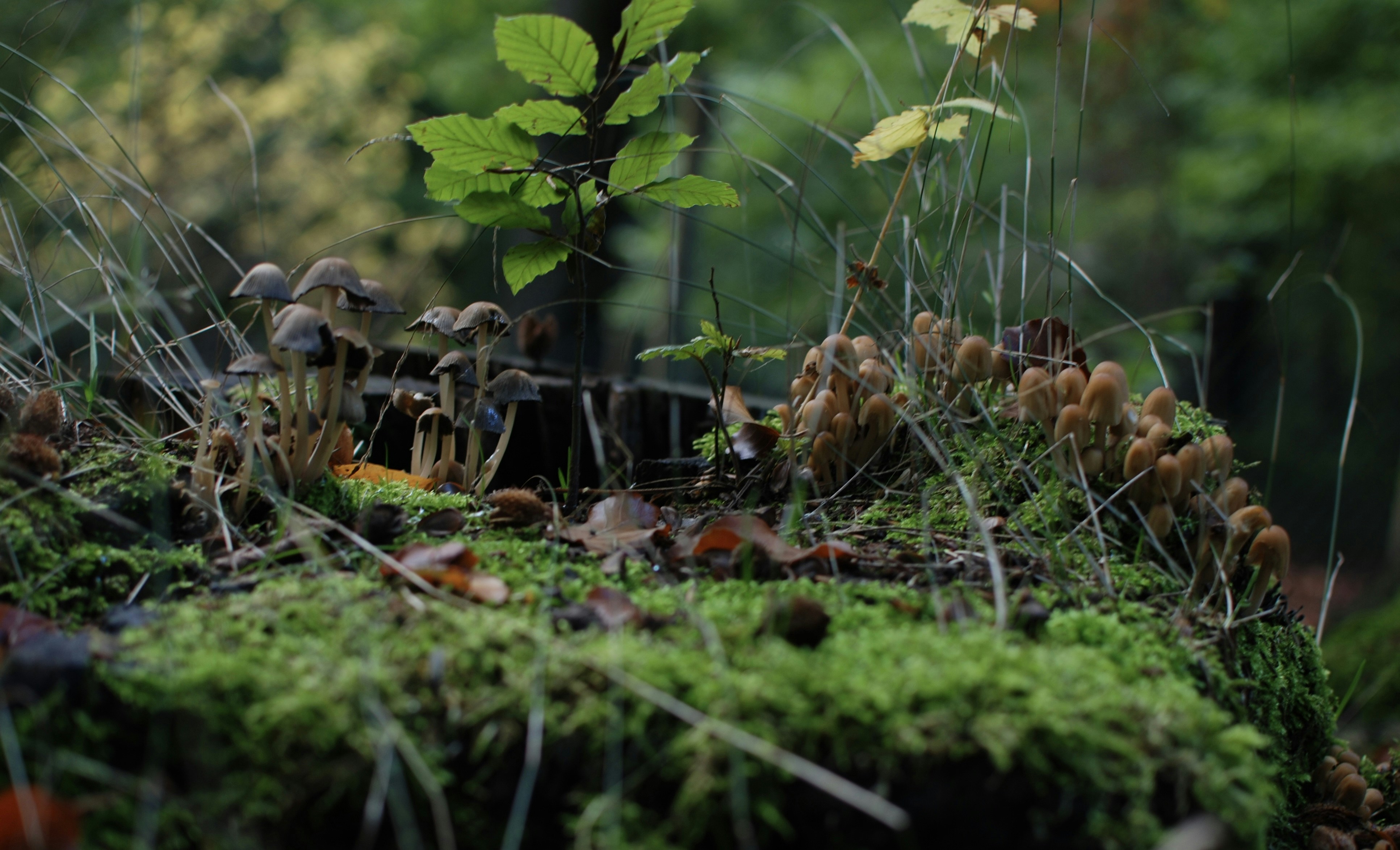 Dense mossy foreground with clusters of small brown mushrooms and a sprig of green foliage; a shallow depth of field emphasizes the micro-world at ground level. This is a natural photograph.