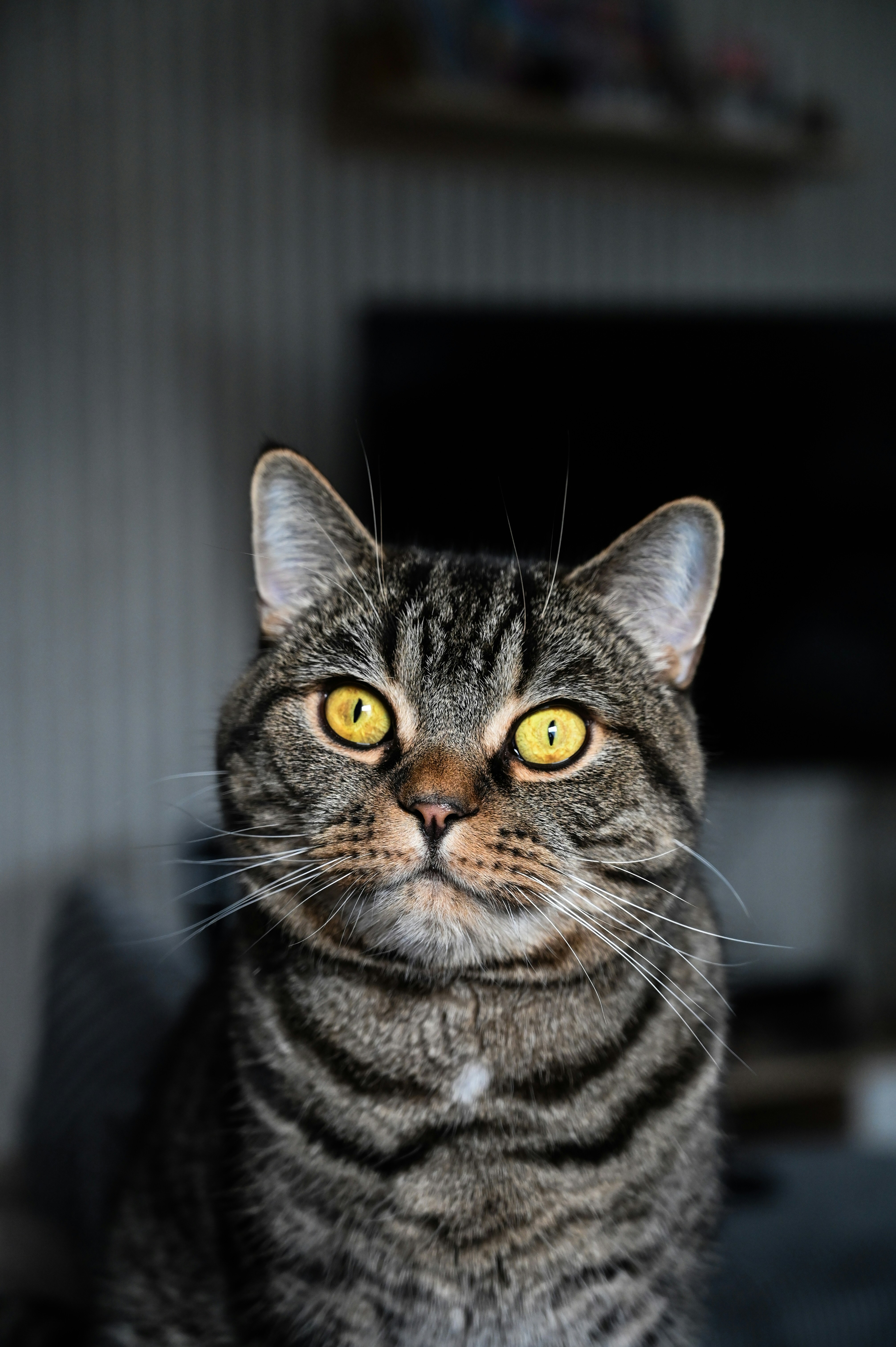 Emerald Gaze: A Portrait of a Curious Cat