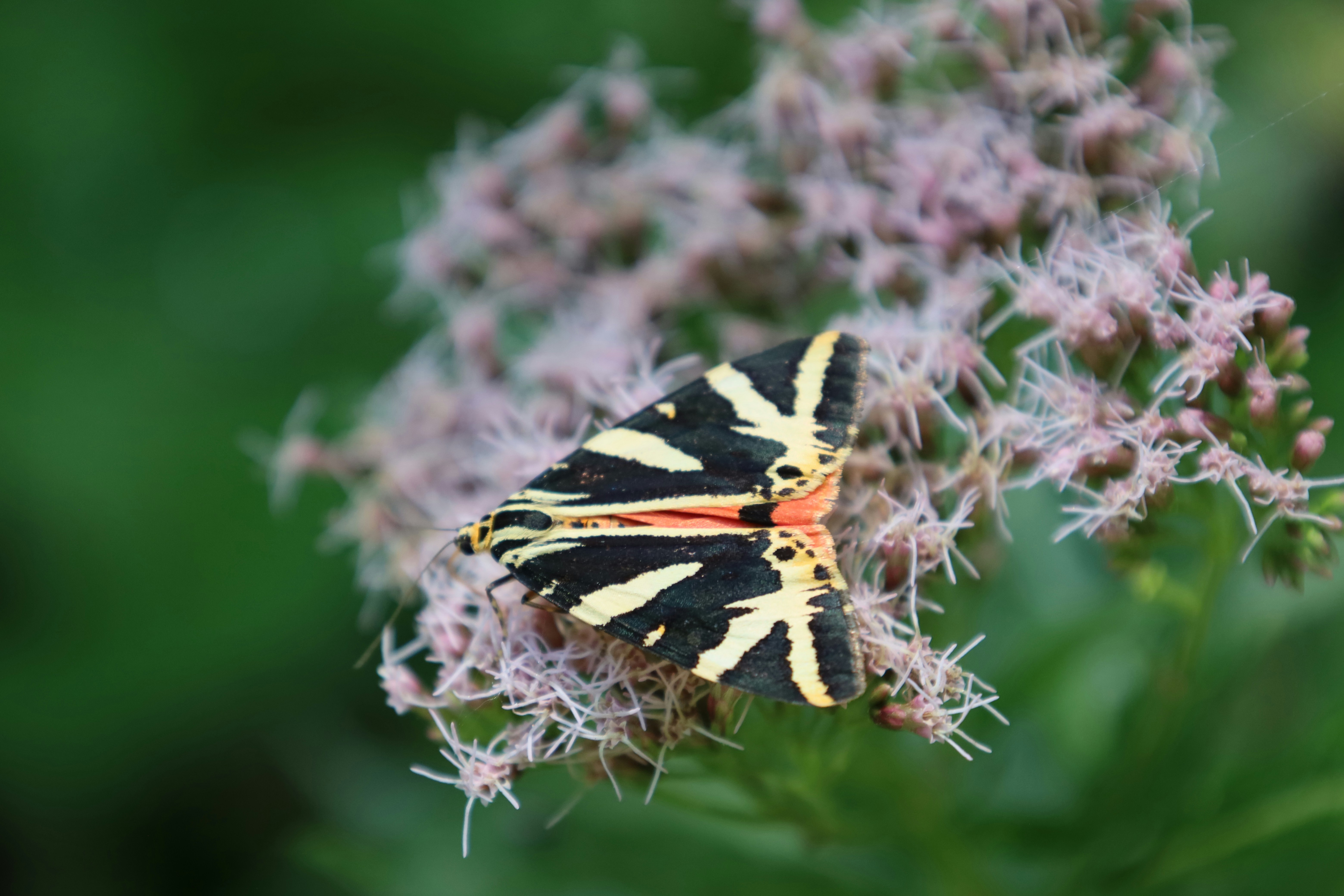 Zebra Swallowtail on Delicate Pink Seedheads