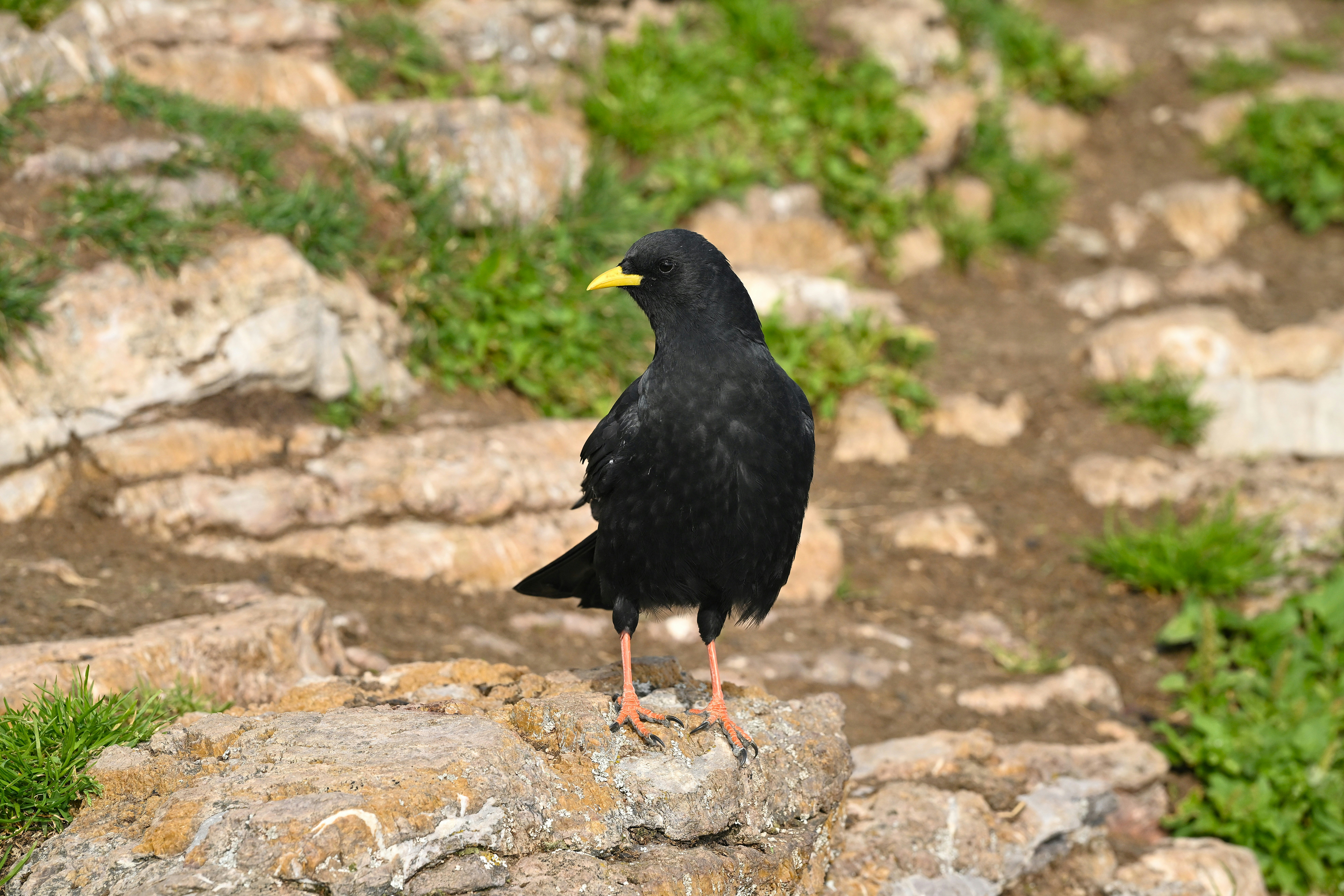 Midlocked on a rocky perch: a lone crow against a stone backdrop
