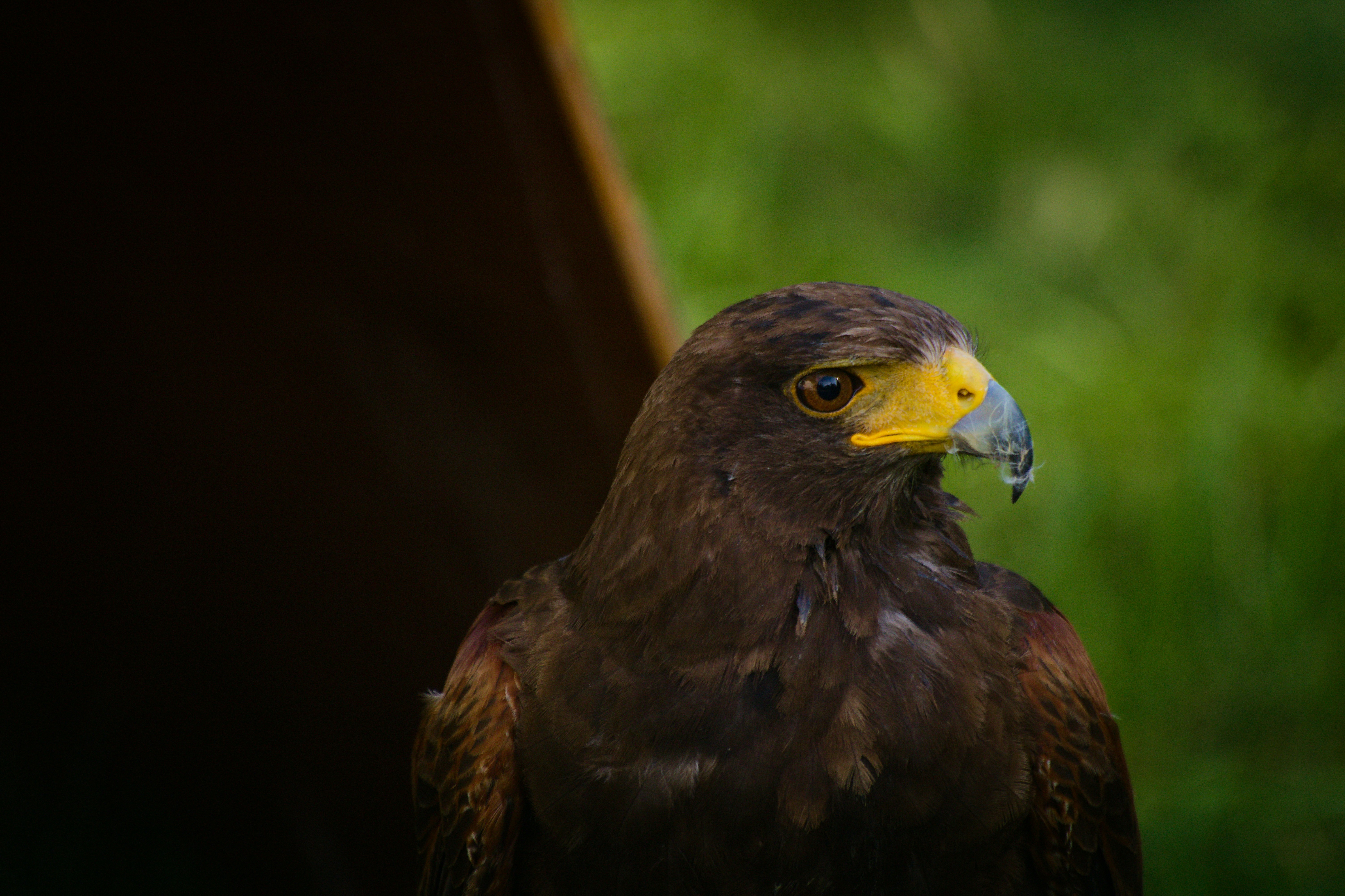 Raptor at the Edge: A Dark-Eyed Hawk Surrounded by Green Quiet