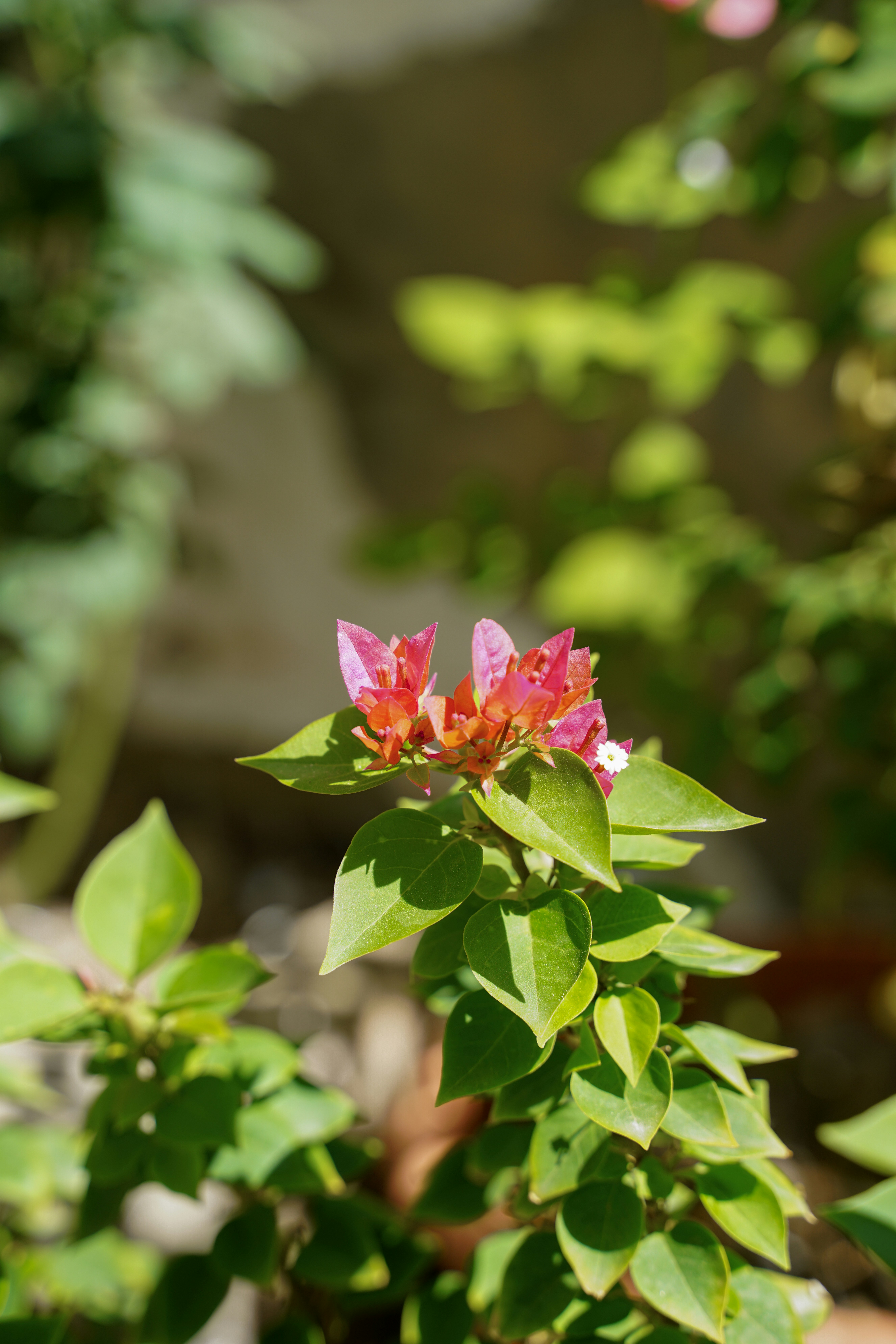 Crimson Bougainvillea Burst in Warm Sunlight