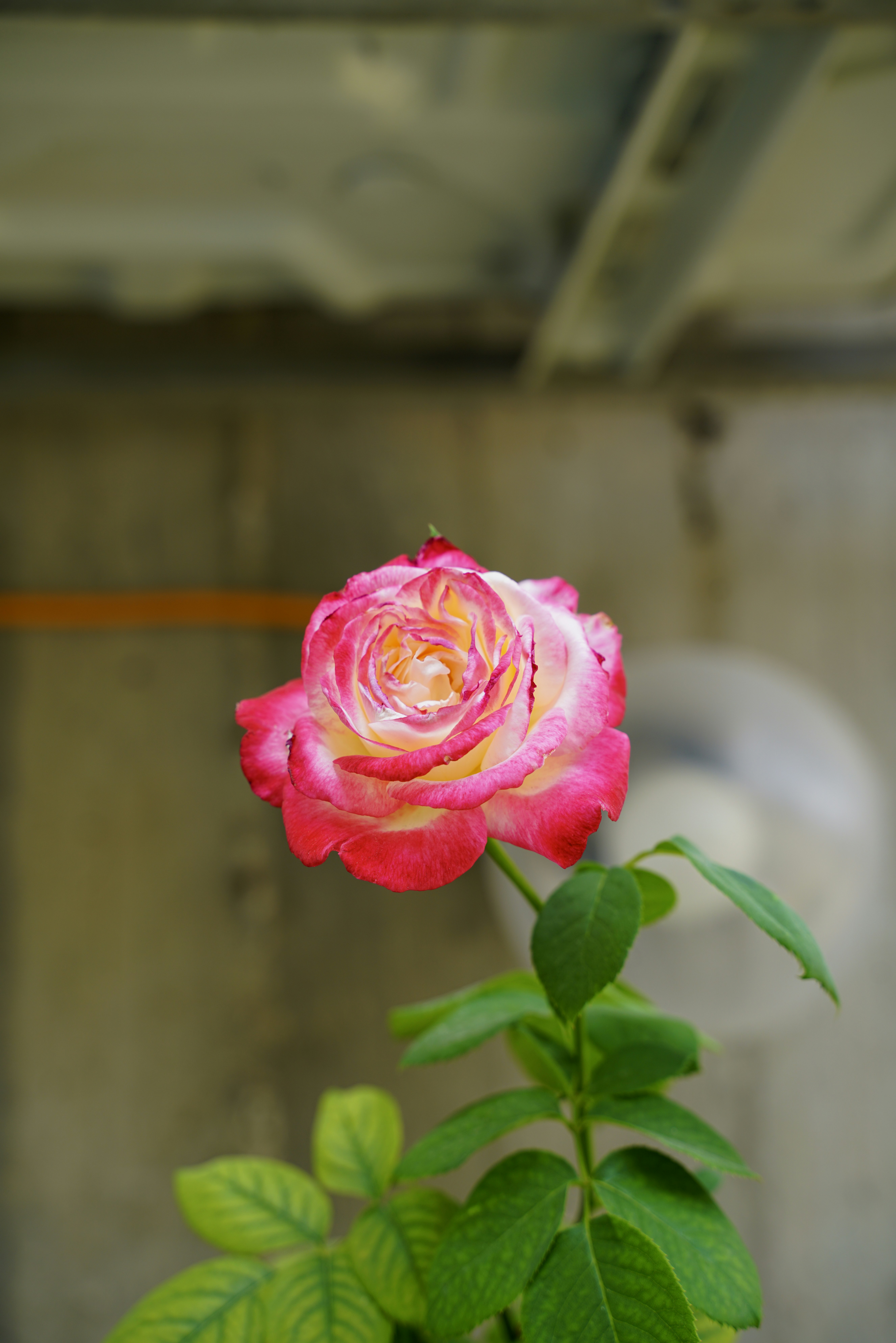 Rose in Focus: a lone bloom amid urban hush
