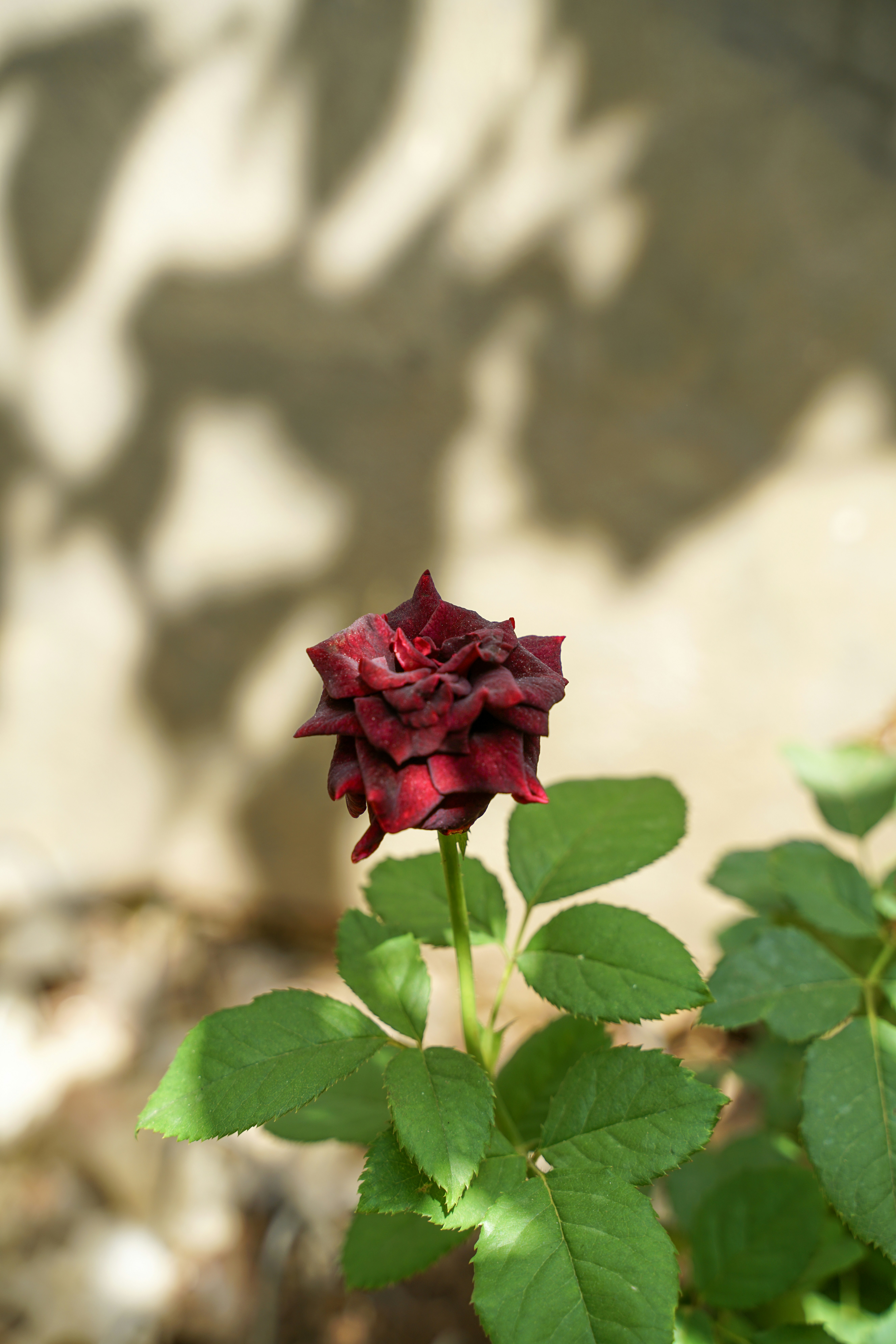 Withered Red Rose in Focus: A Quiet Garden Moment