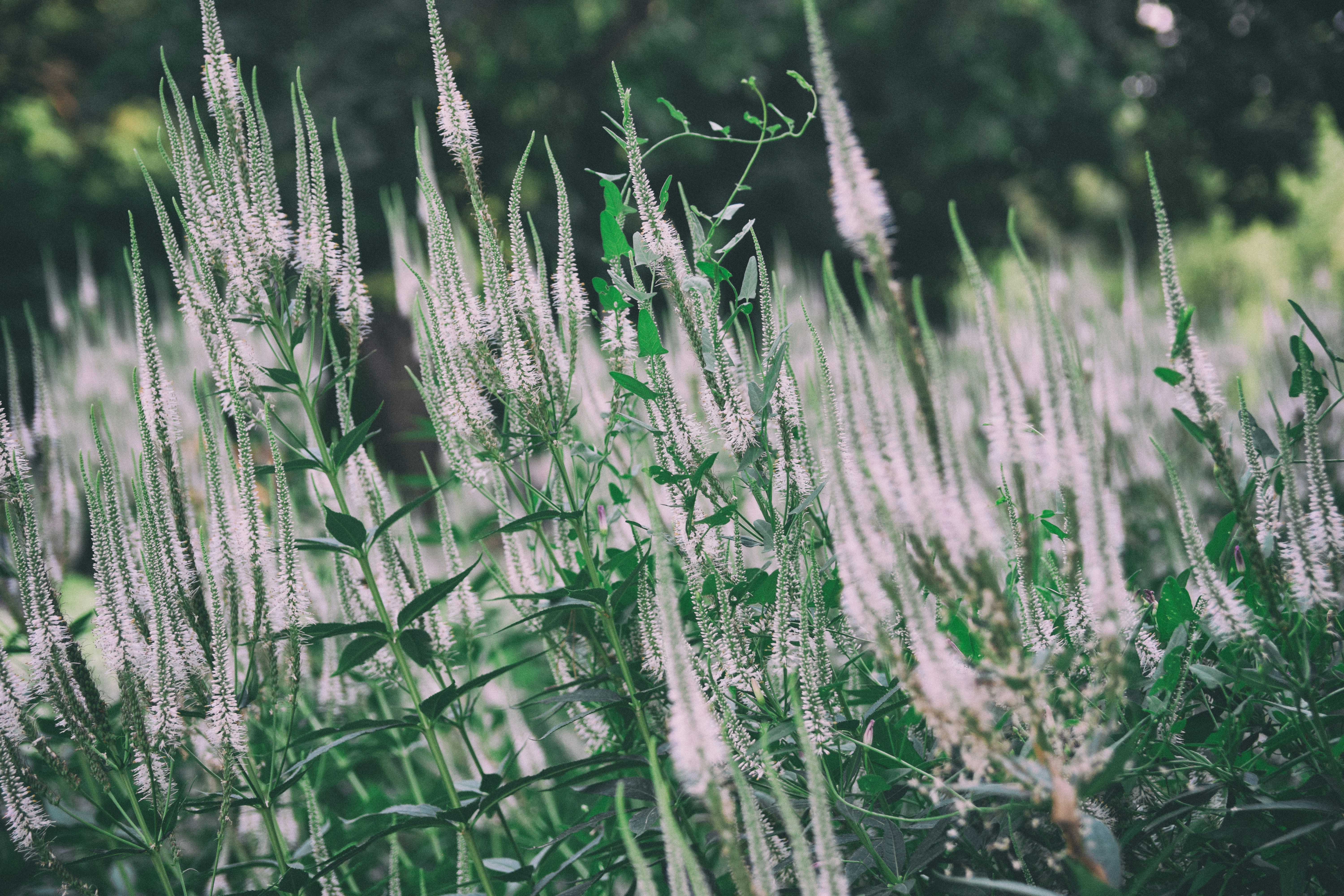 Mist Purple: Tall Blooms Quietly Reaching for the Sky