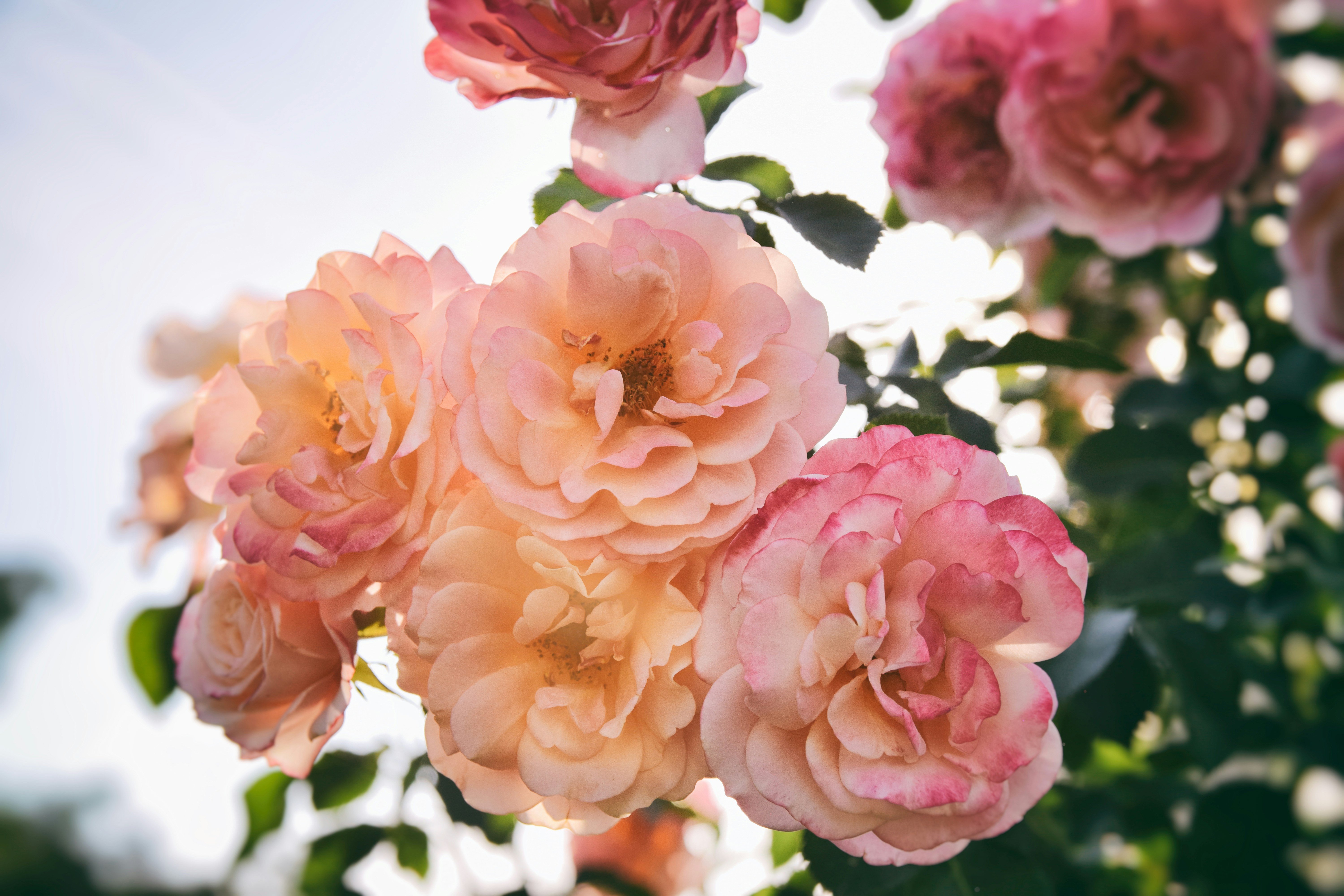 Peach-Quilt Bloom: A Cluster of Soft-Faced Roses in Spring Light