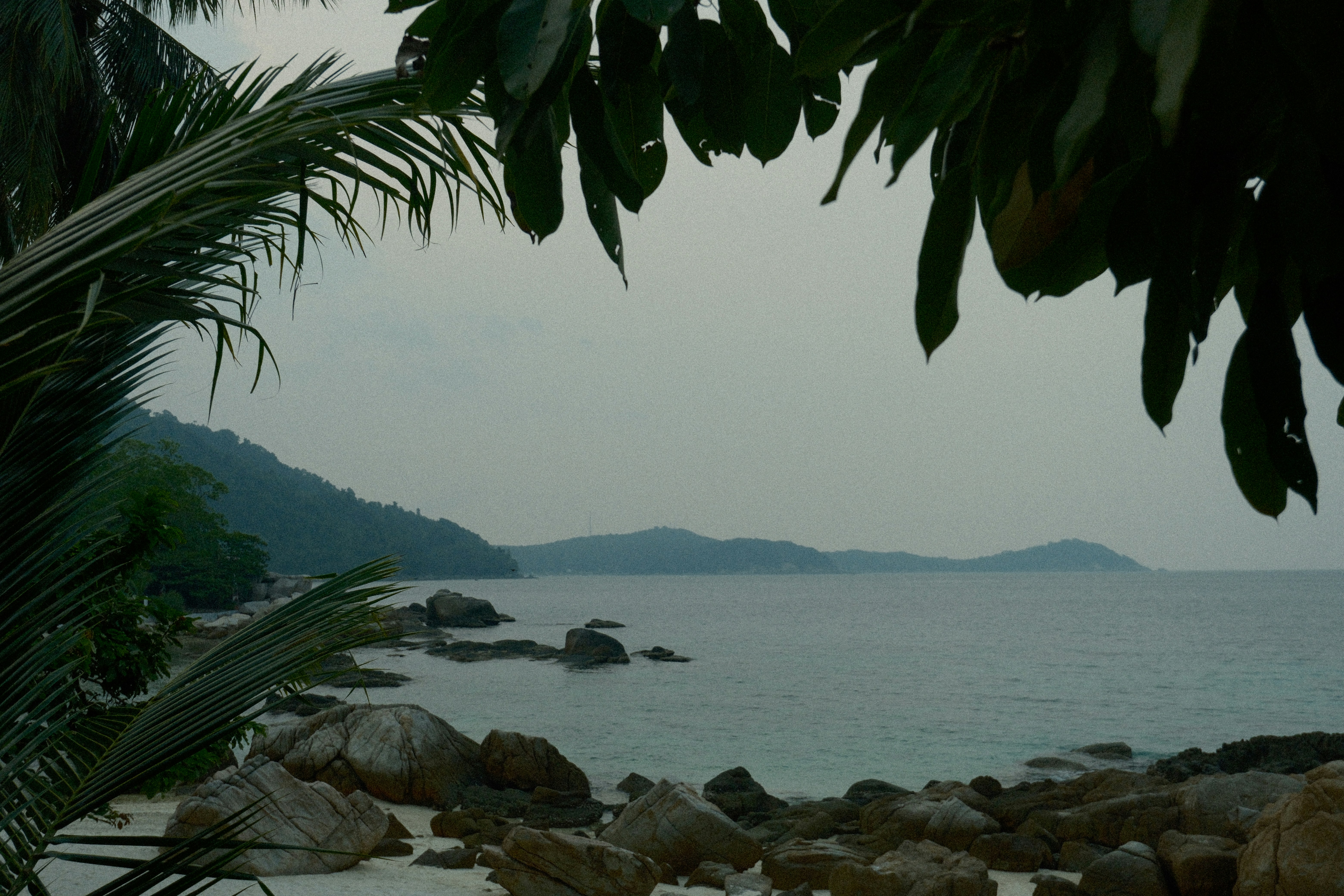 Tidal Horizon Fringes Under Overhanging Foliage