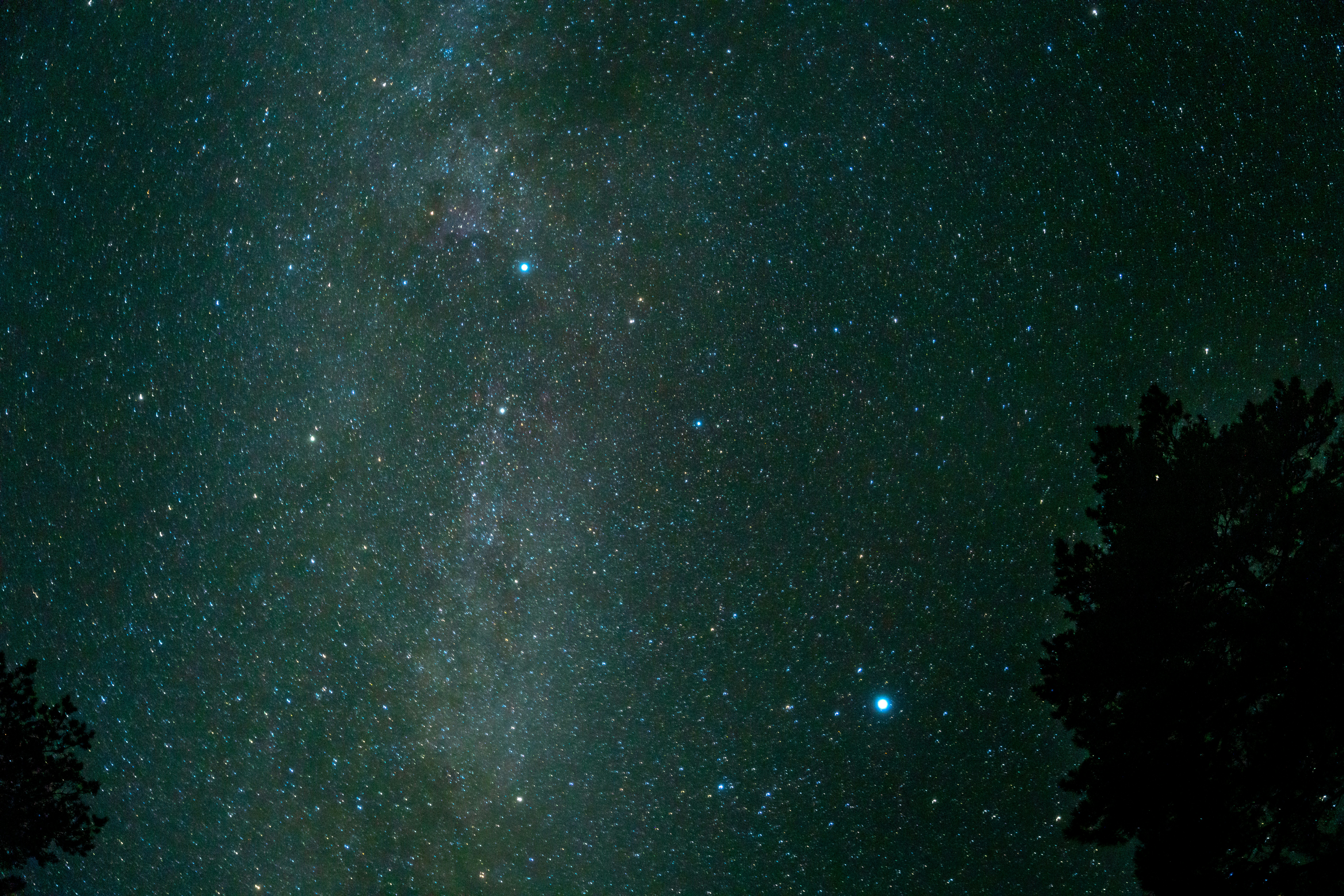 Dense star field along the Milky Way arc across the sky with dark silhouettes of trees at the edges.
