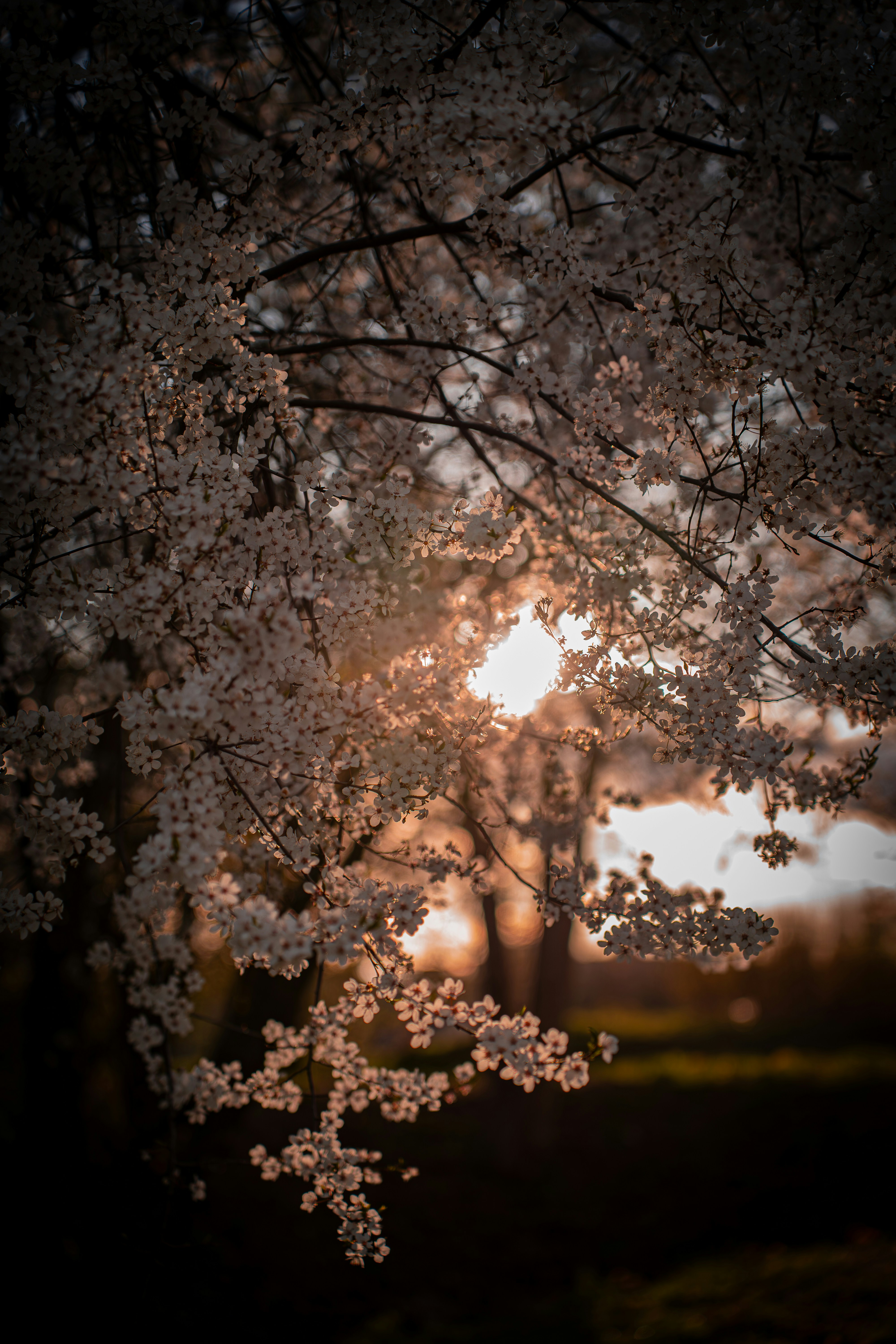 Backlit blossom branches frame a warm dawn glow, creating a dreamy, shallow depth of field that emphasizes delicate flowers while a distant tree silhouette fades into the background.