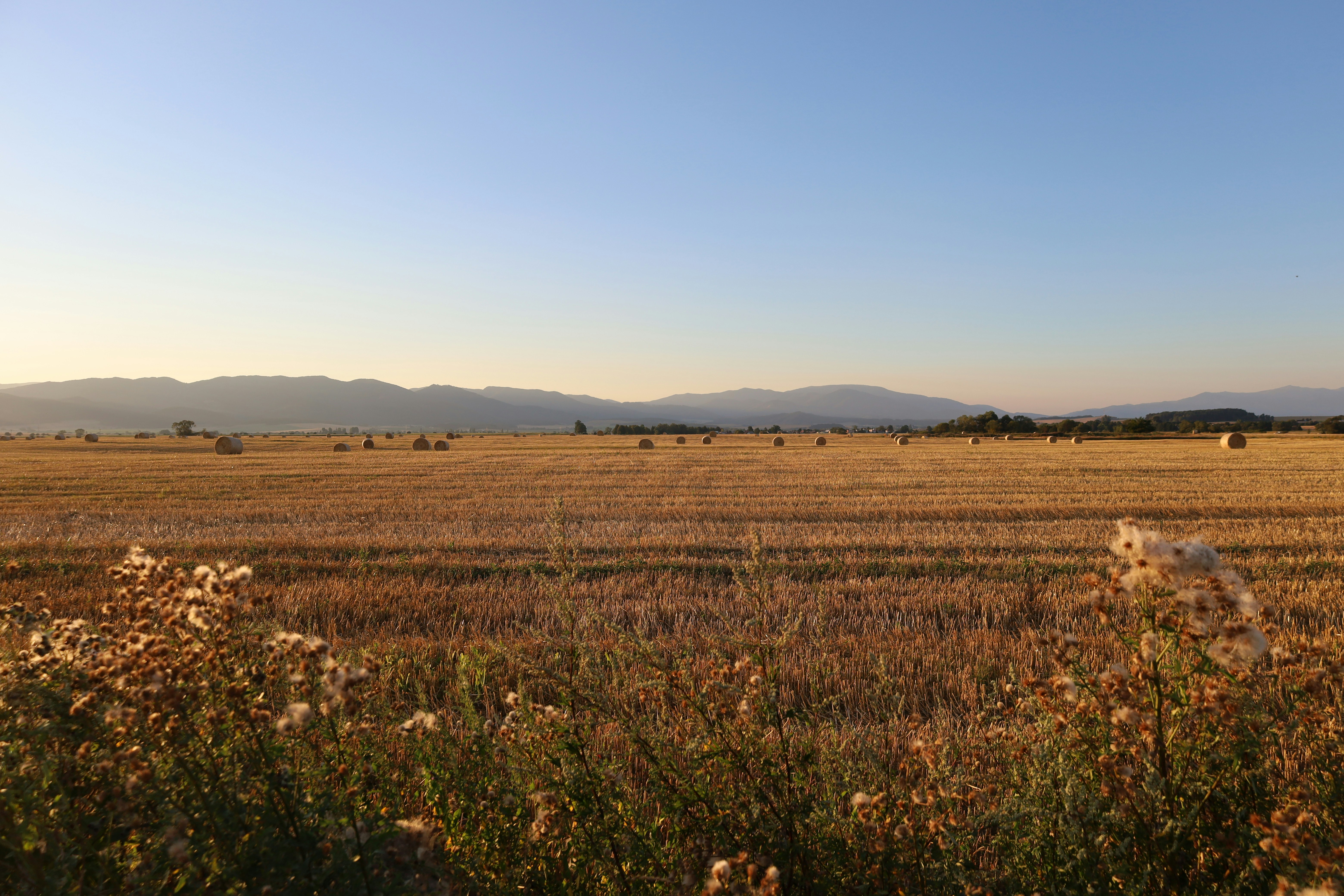 Golden Plains at Dusk: A Quiet Field Under a Wide Sky