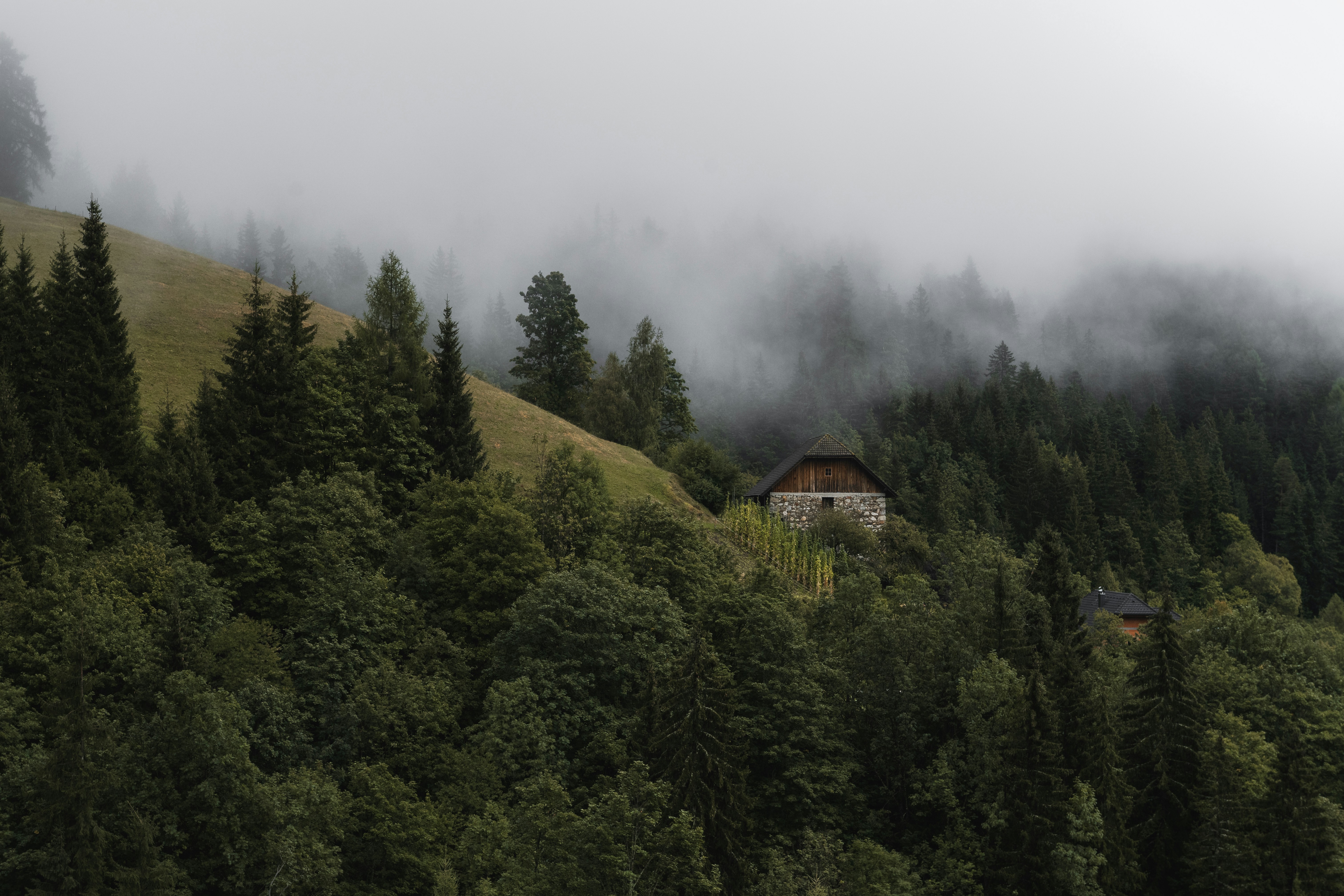 Mist-Lifted Chalet Amid a Pine Forest