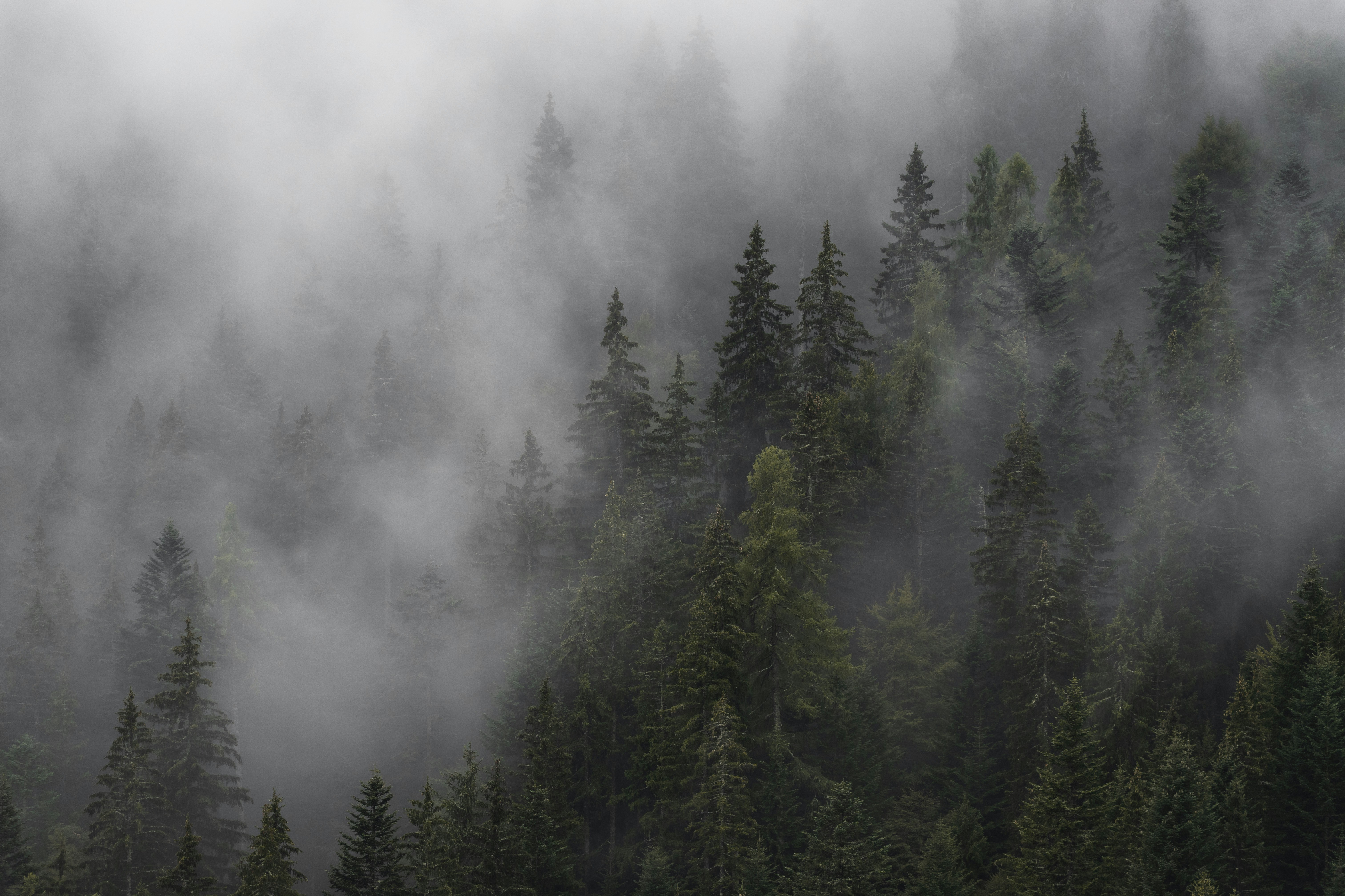 Mist-Clad Pines: A Quiet Ascent Through Fog