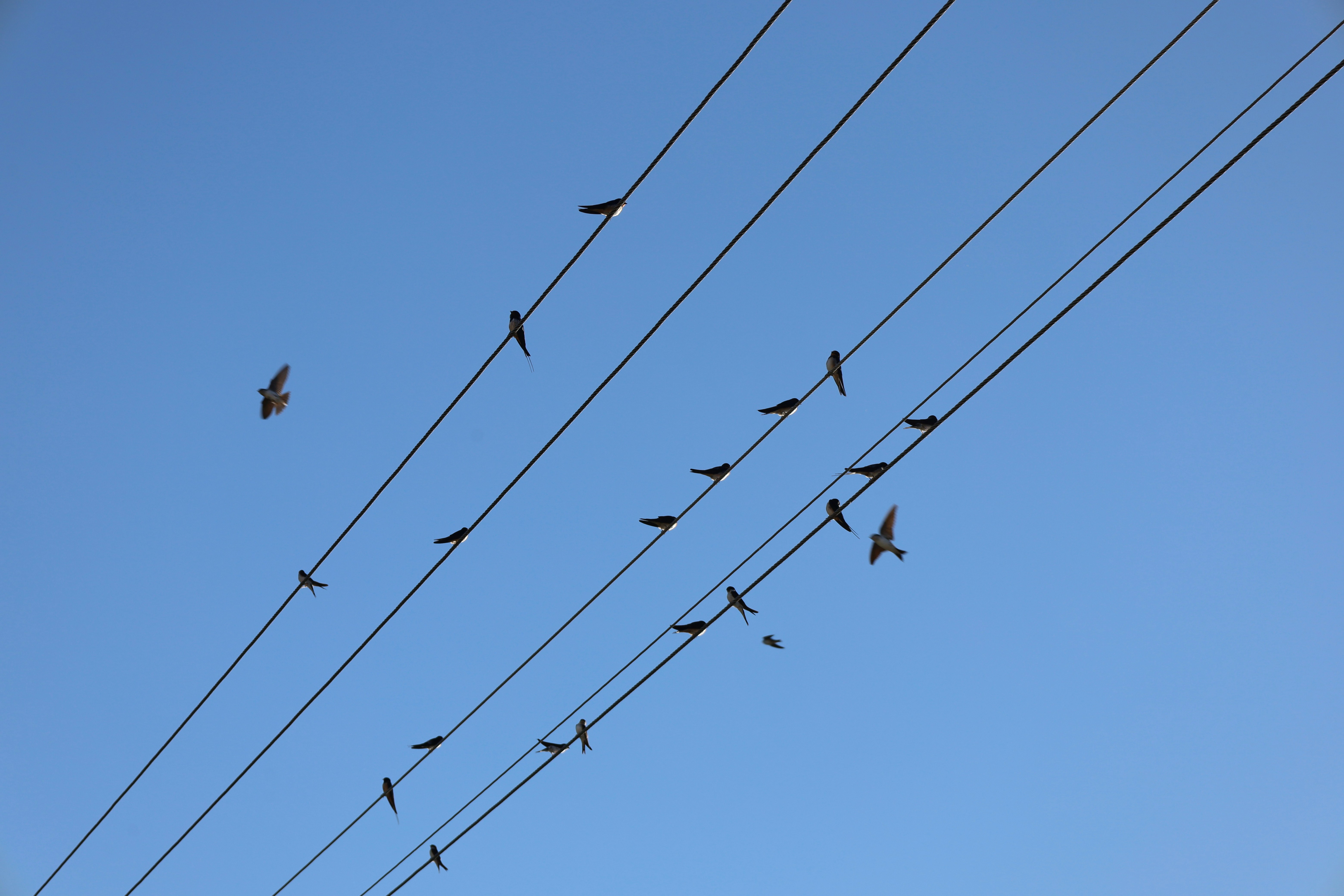 Wings on the Wire: A Skyward Chorus