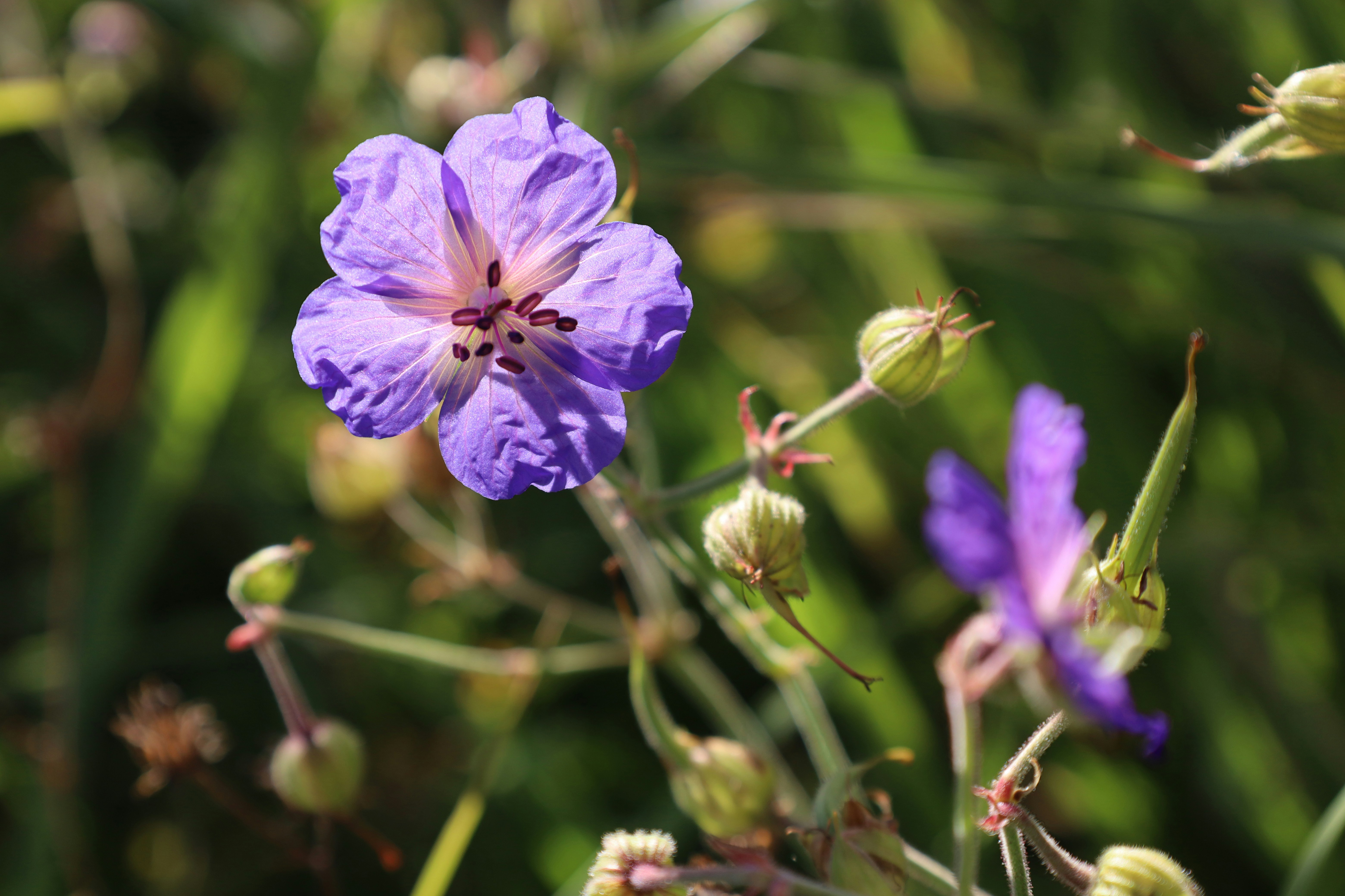 Purple bloom in focus among wild stems