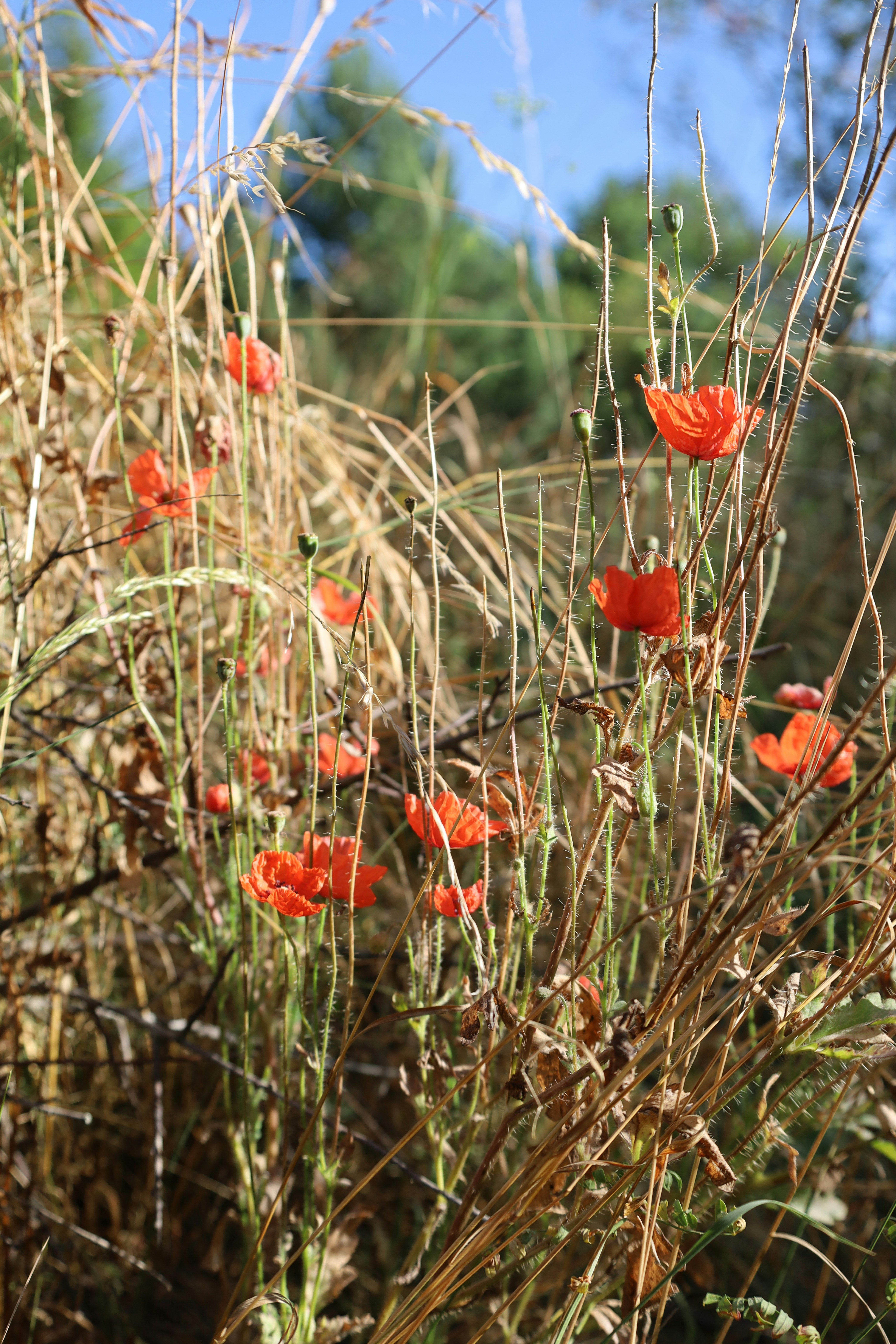 Crimson poppies among sunlit grasses in a wild meadow