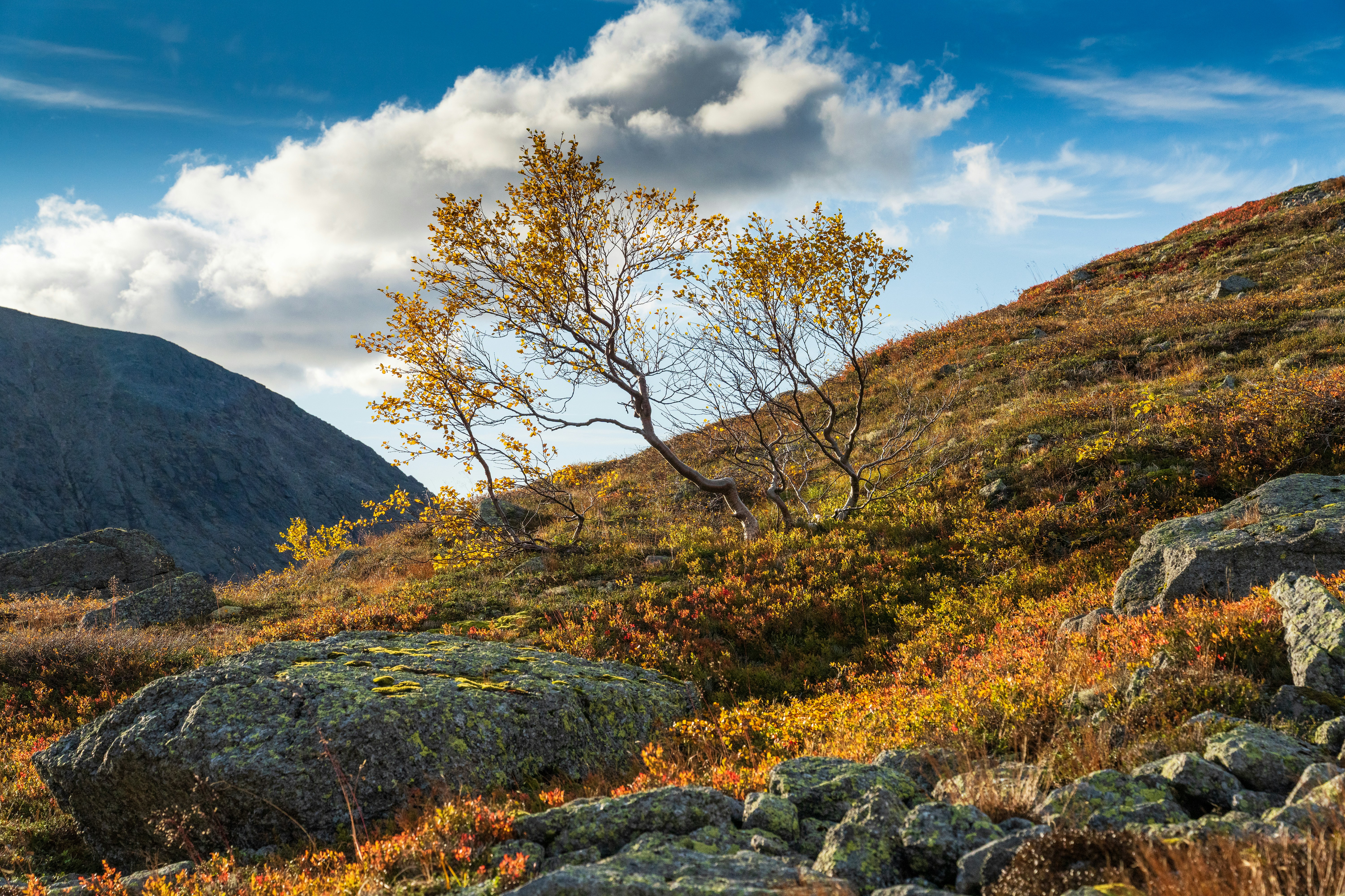 Autumn Sentinel: a windswept tree guarding the rocky hillside