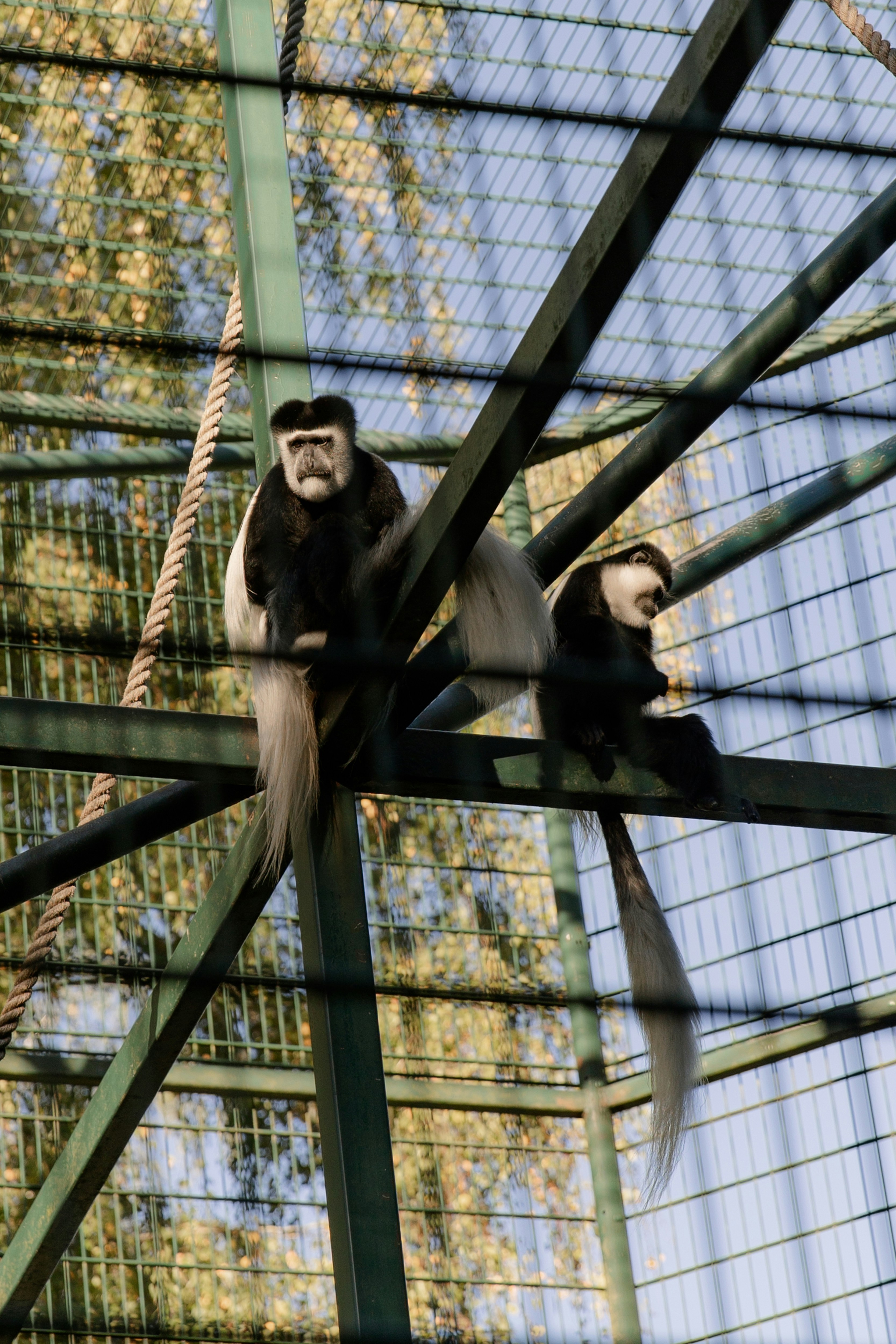 Two Sooty Monkeys Amid Green Steel Framework