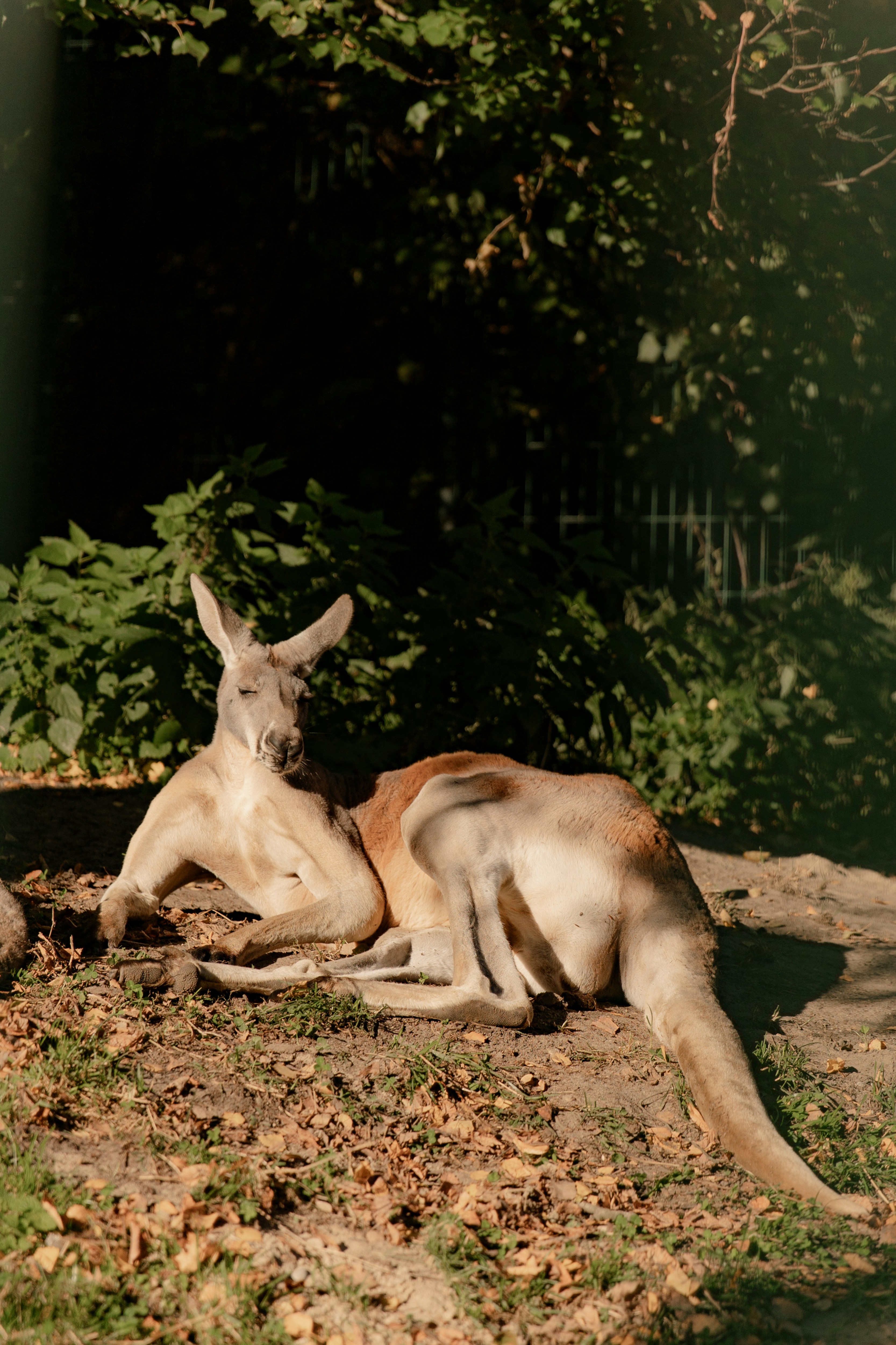 Resting Right-Ear: A Kangaroo in late afternoon sun