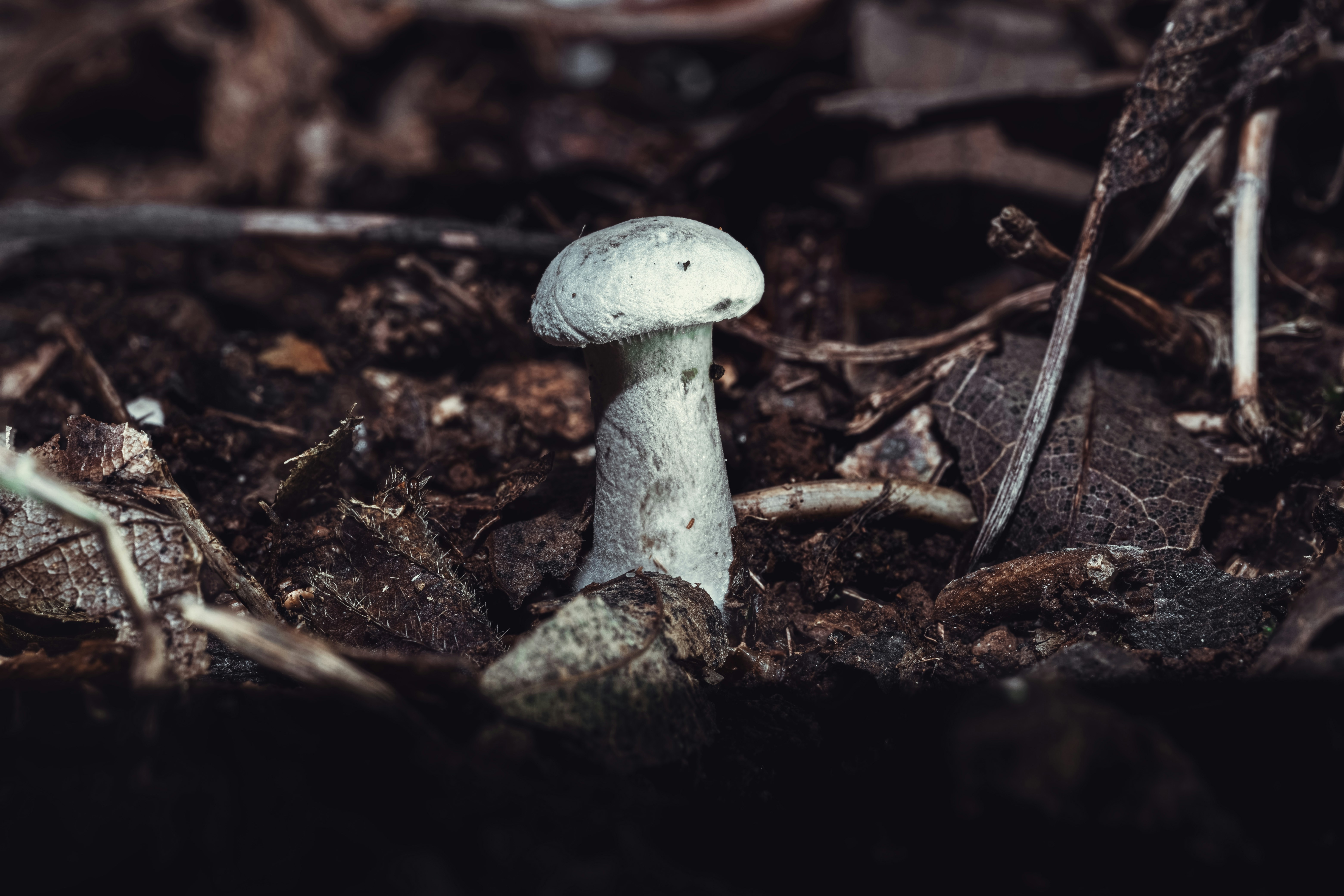 Lone Mushroom Centerstage in Shadowed Forest Bed