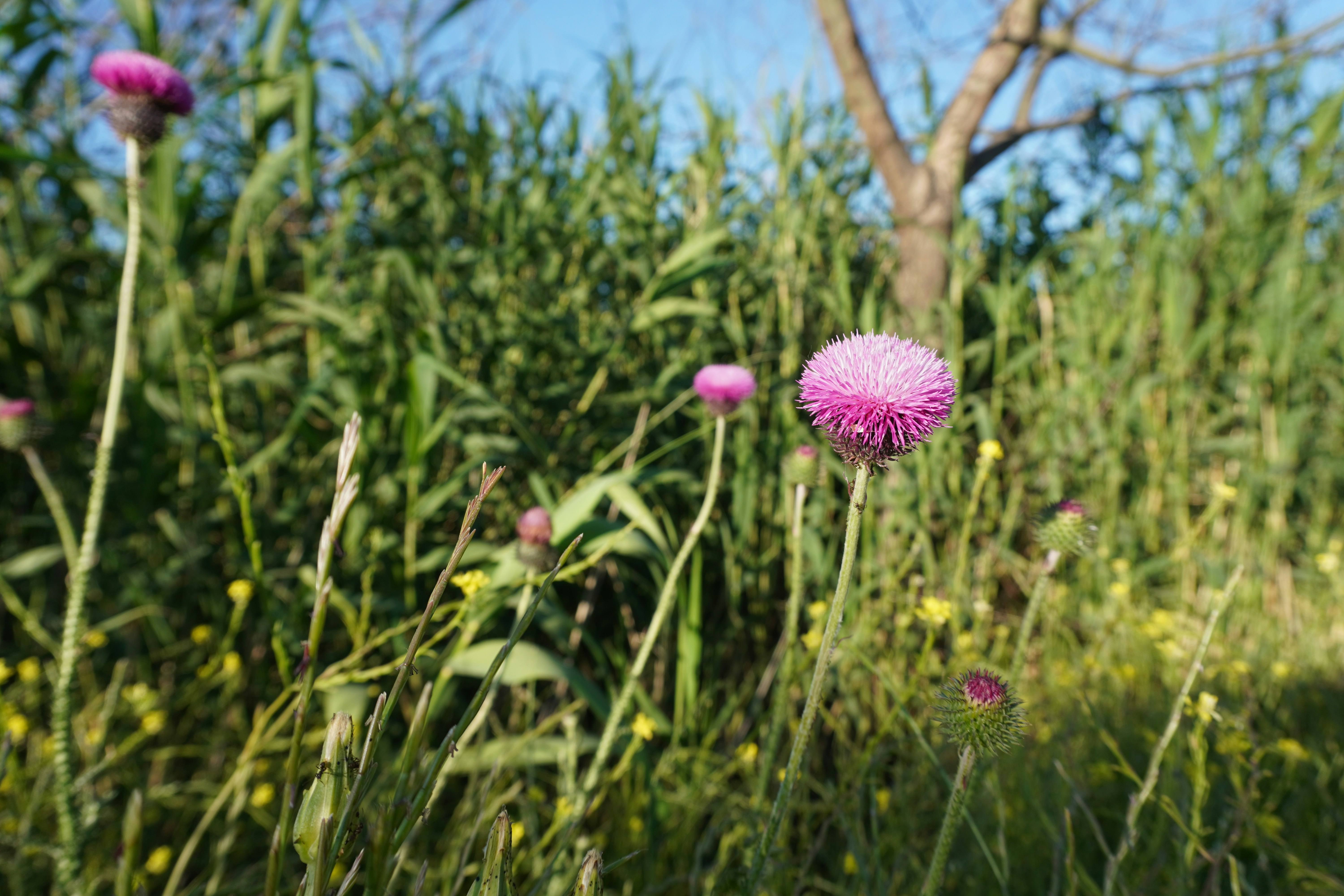 Pink globe flower amid sunlit wild grasses