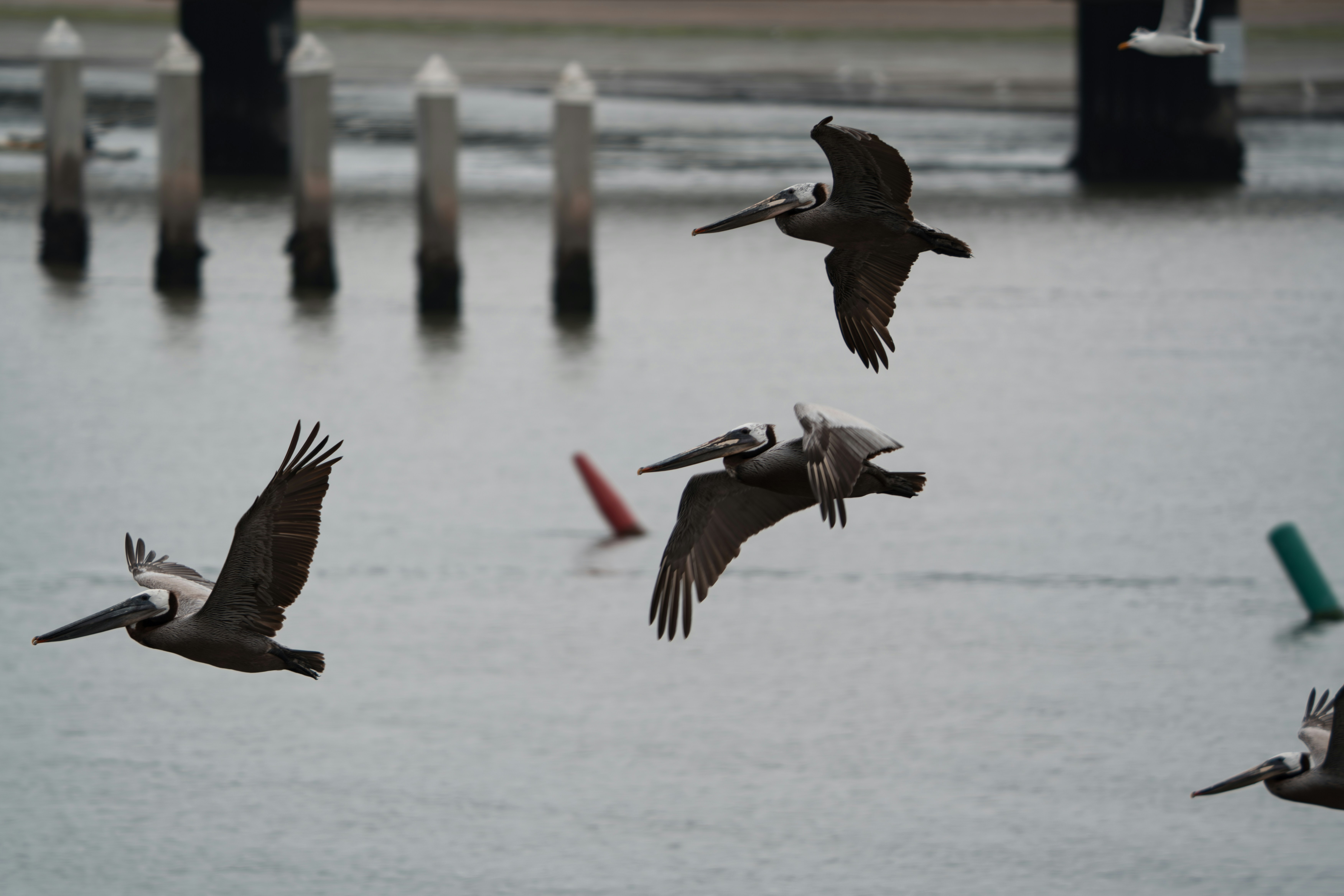 Flight of the Pioneering Pelicans Over Quiet Harbor