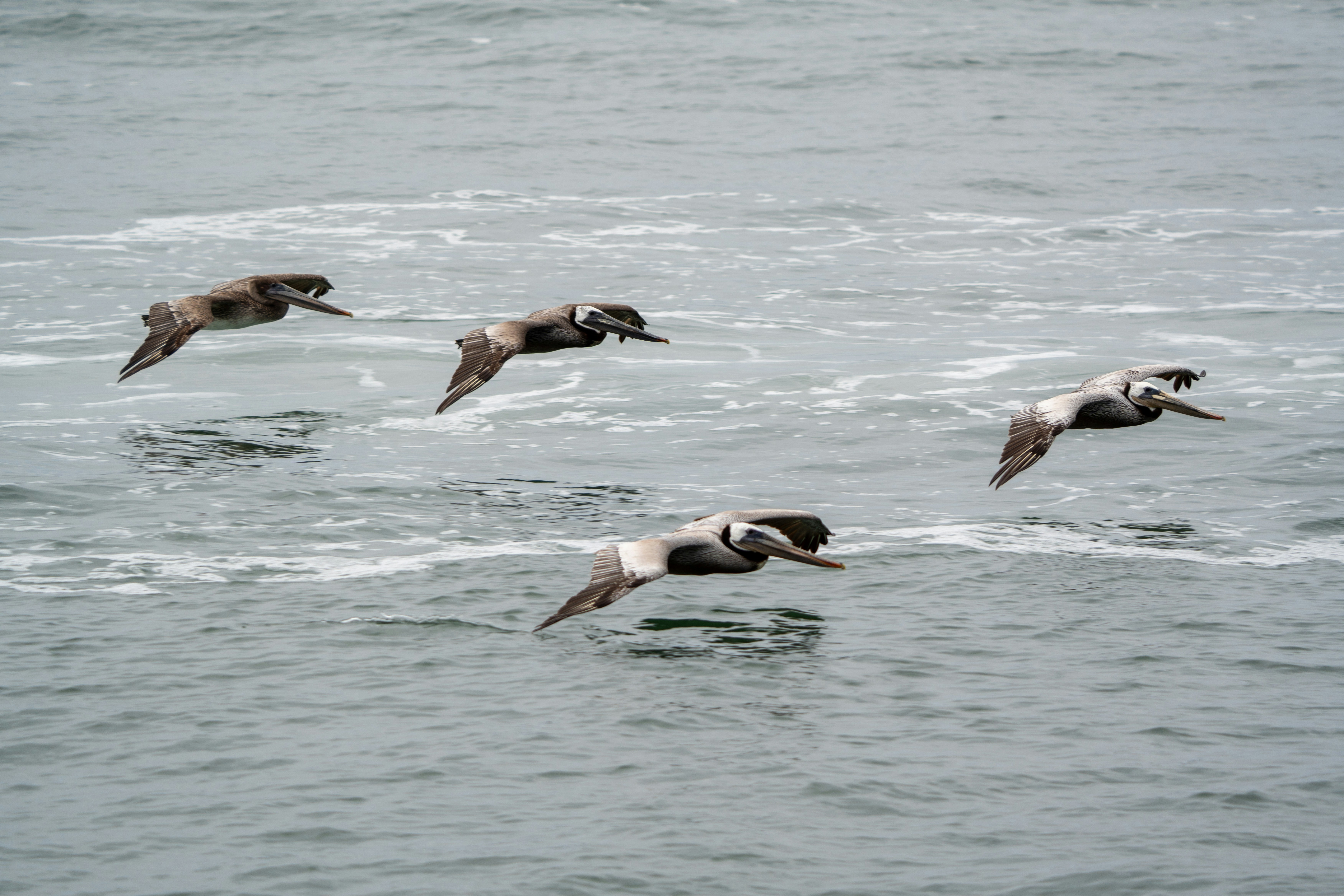 Wings in Sync: A Flock Skimming the Sea
