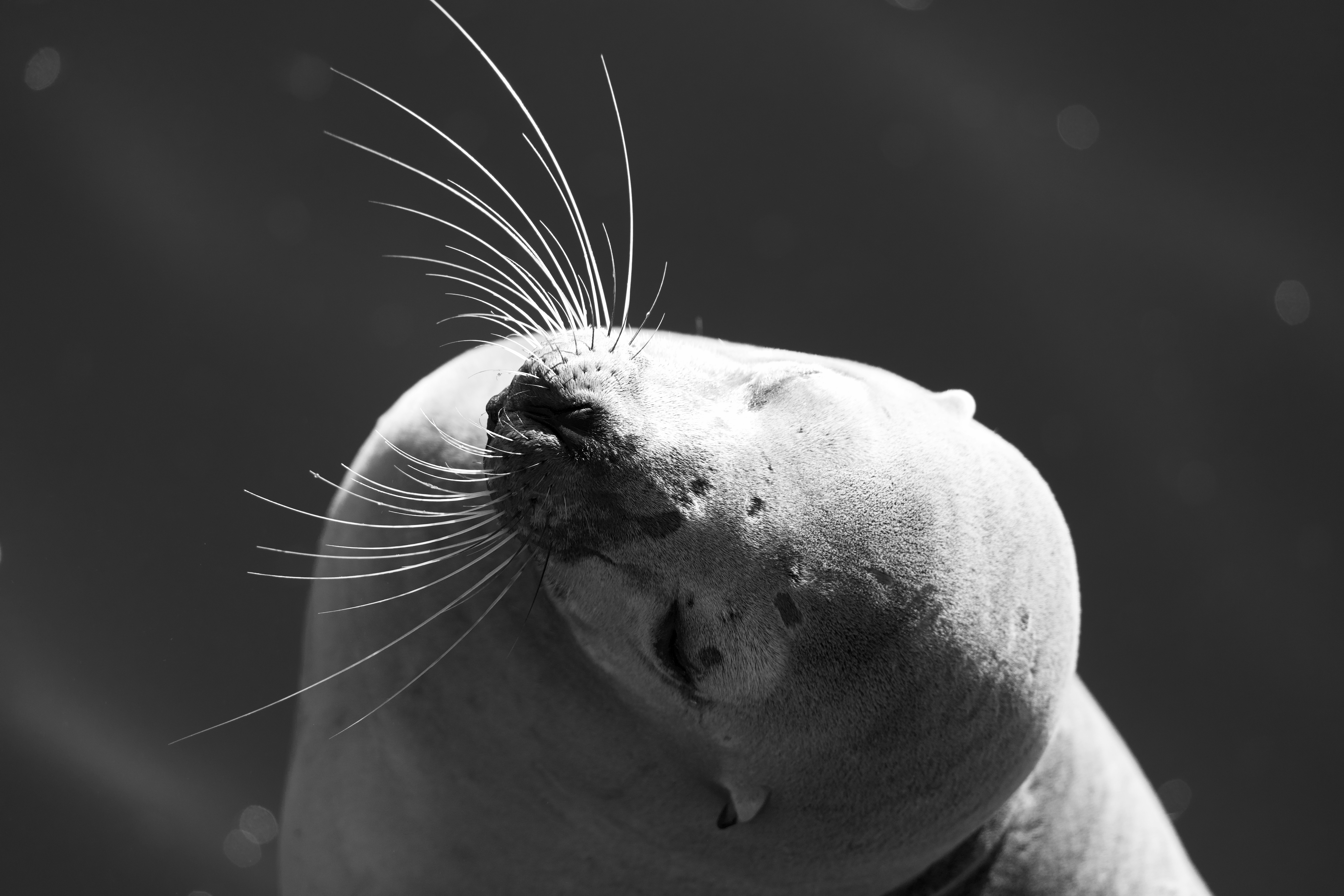 Close-Up Whiskered Whalespot: A Harbor Seal’s Curious Gaze