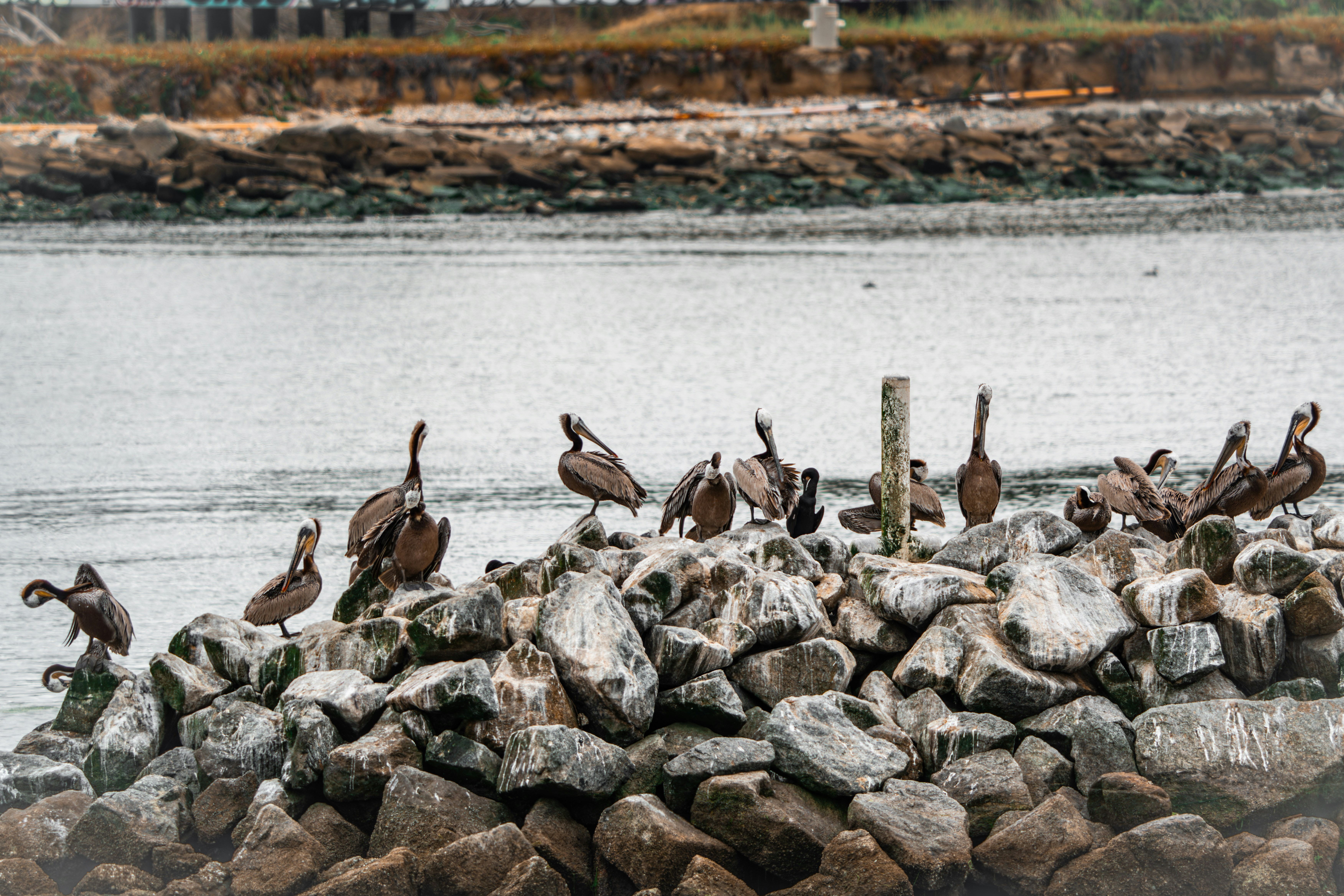 Rock-Tied Birds: A Cypress Point Flock on the Breakwater