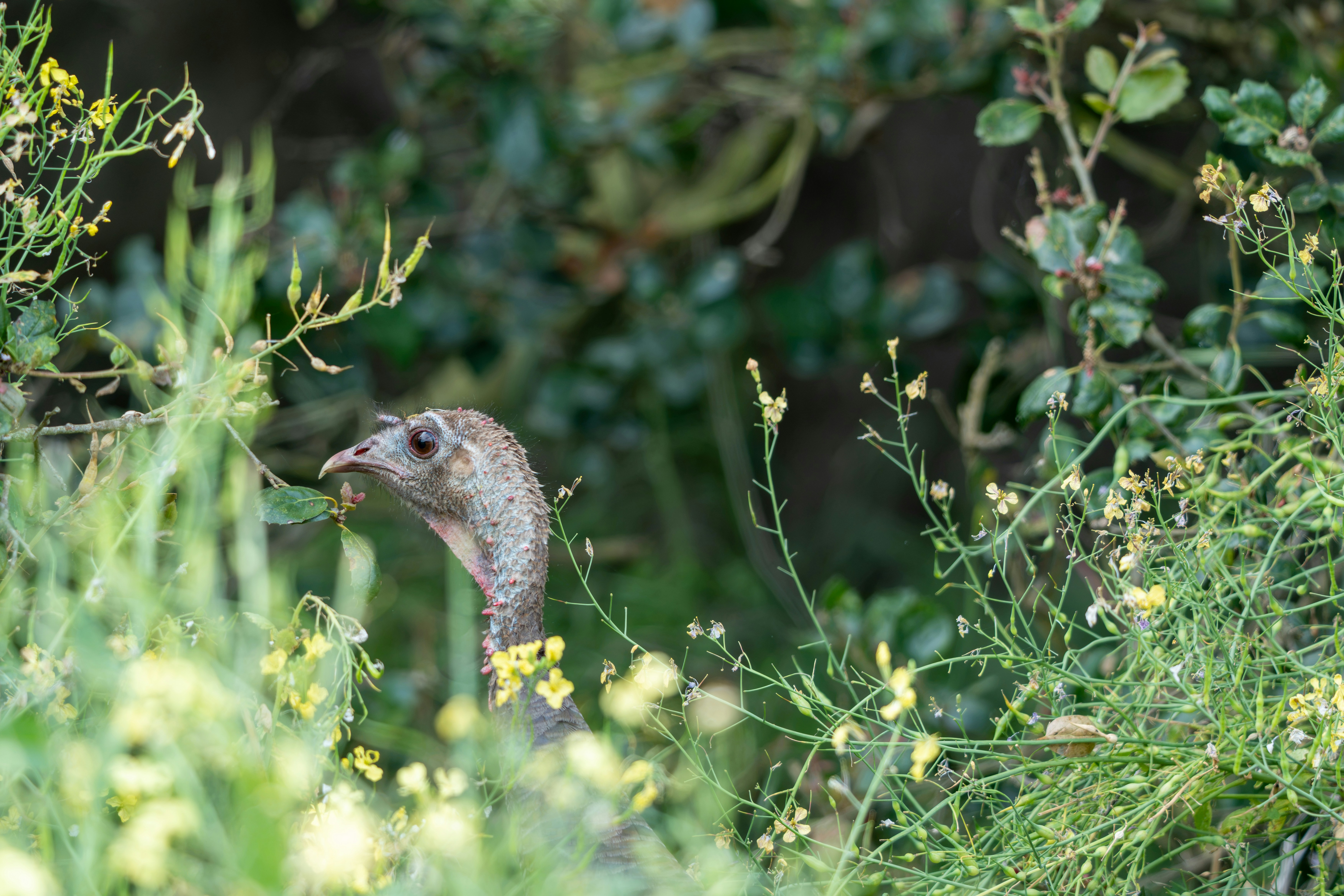 Hide-and-Seek among Wildflowers: A Wild Turkey Peeking Through Garden Scrub