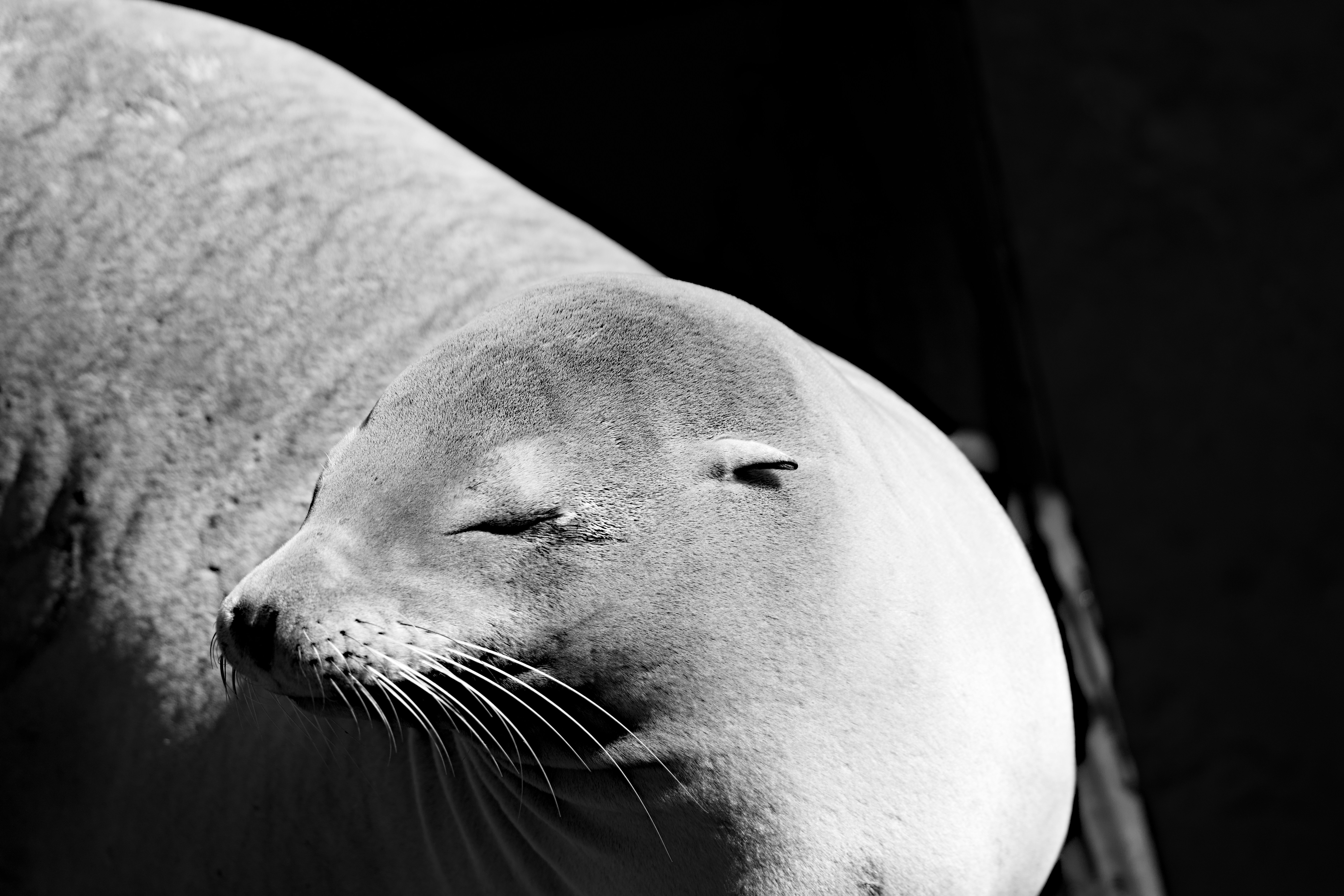 Harbor Seal at Rest: Calm Silhouette in High-Contrast Black and White