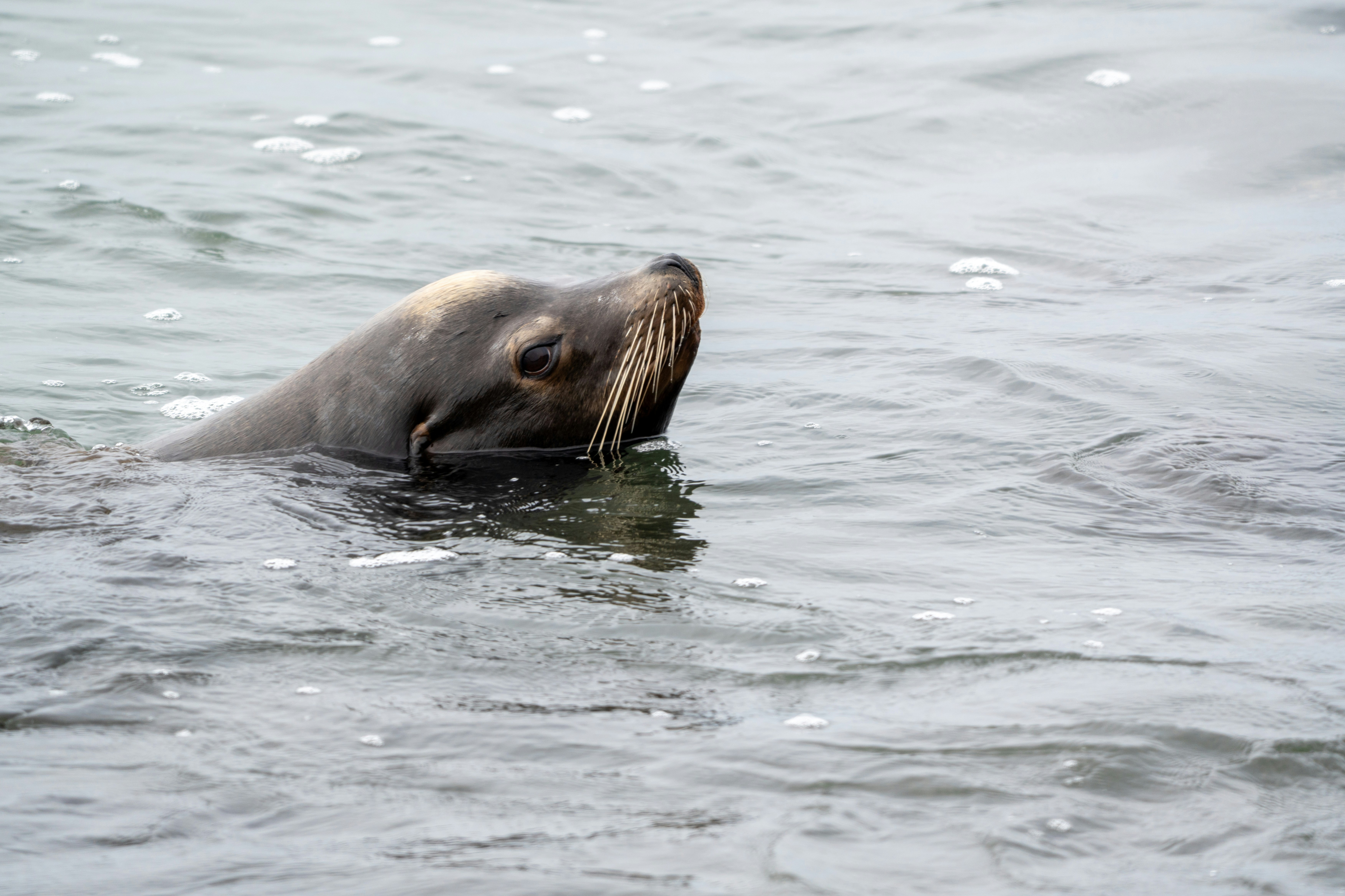 A lone seal breaches the swell, eyes poised on the camera