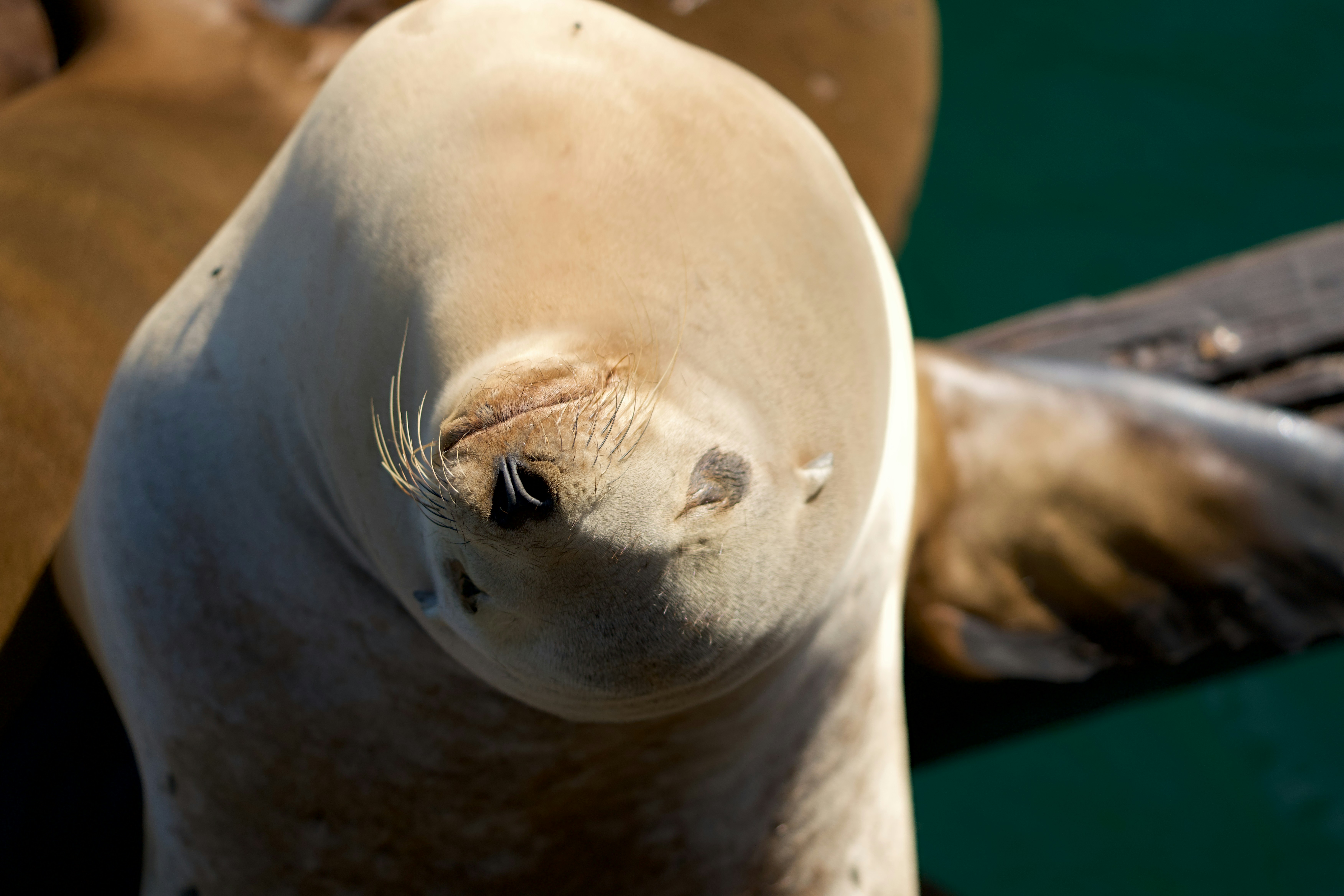 Curved Portrait: A Sea Lion's Gentle Gaze in Sunlit Shallows
