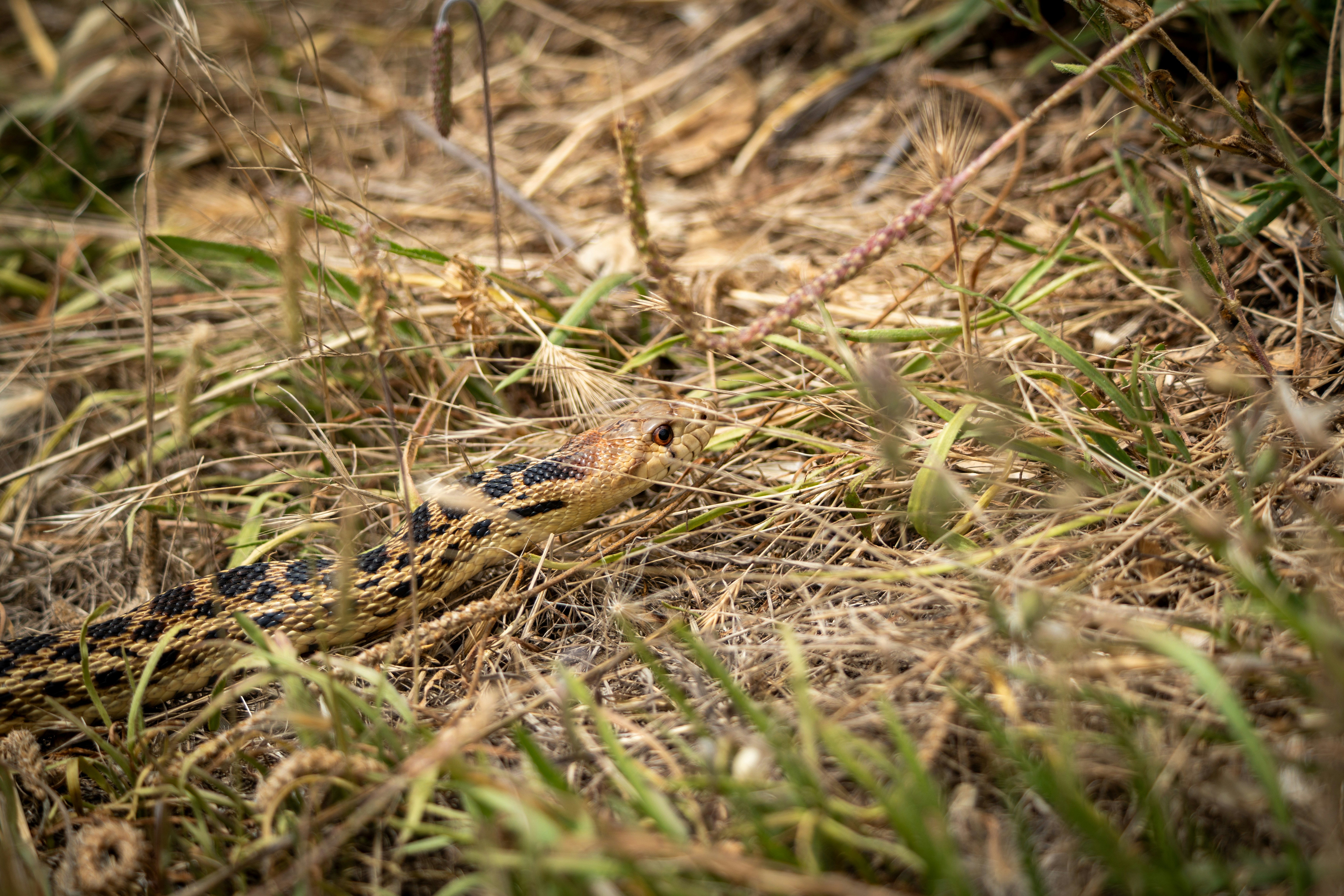 Hidden Meadow Wren in Grassland Echoes