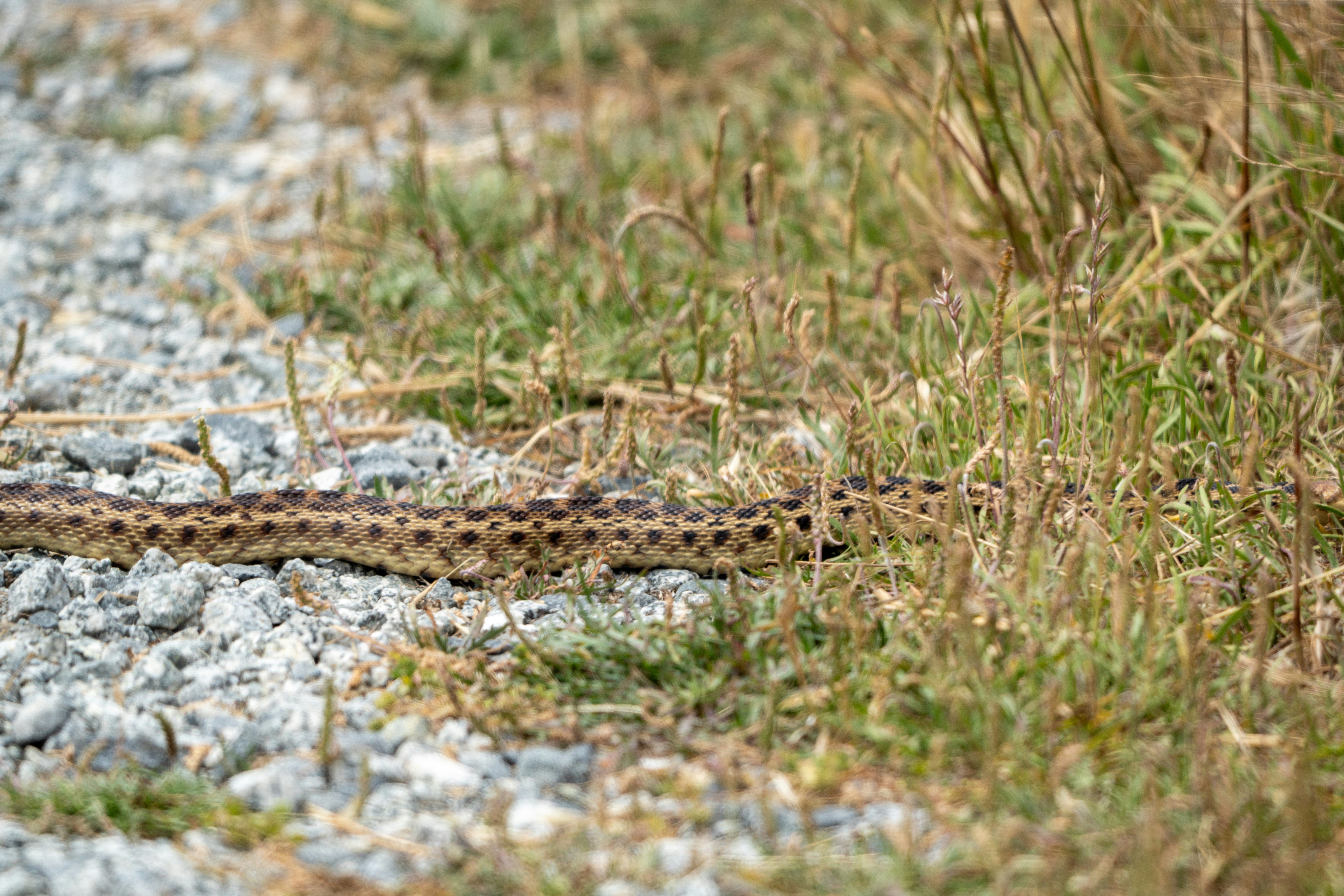 Camouflaged Coil: A Desert Snake Slides Across Pebbles