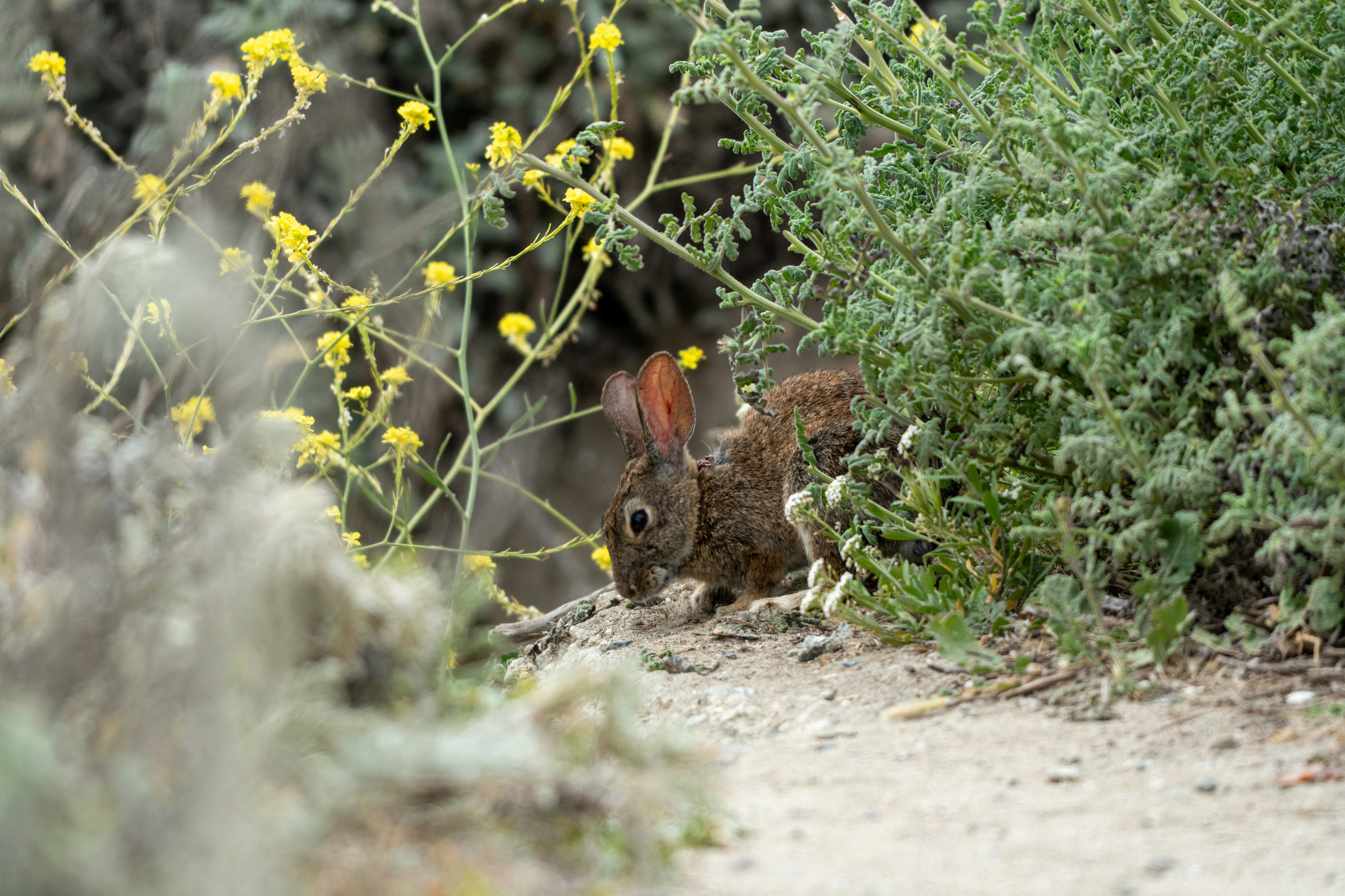 Quiet Moment: A lone rabbit peeked from behind desert scrub