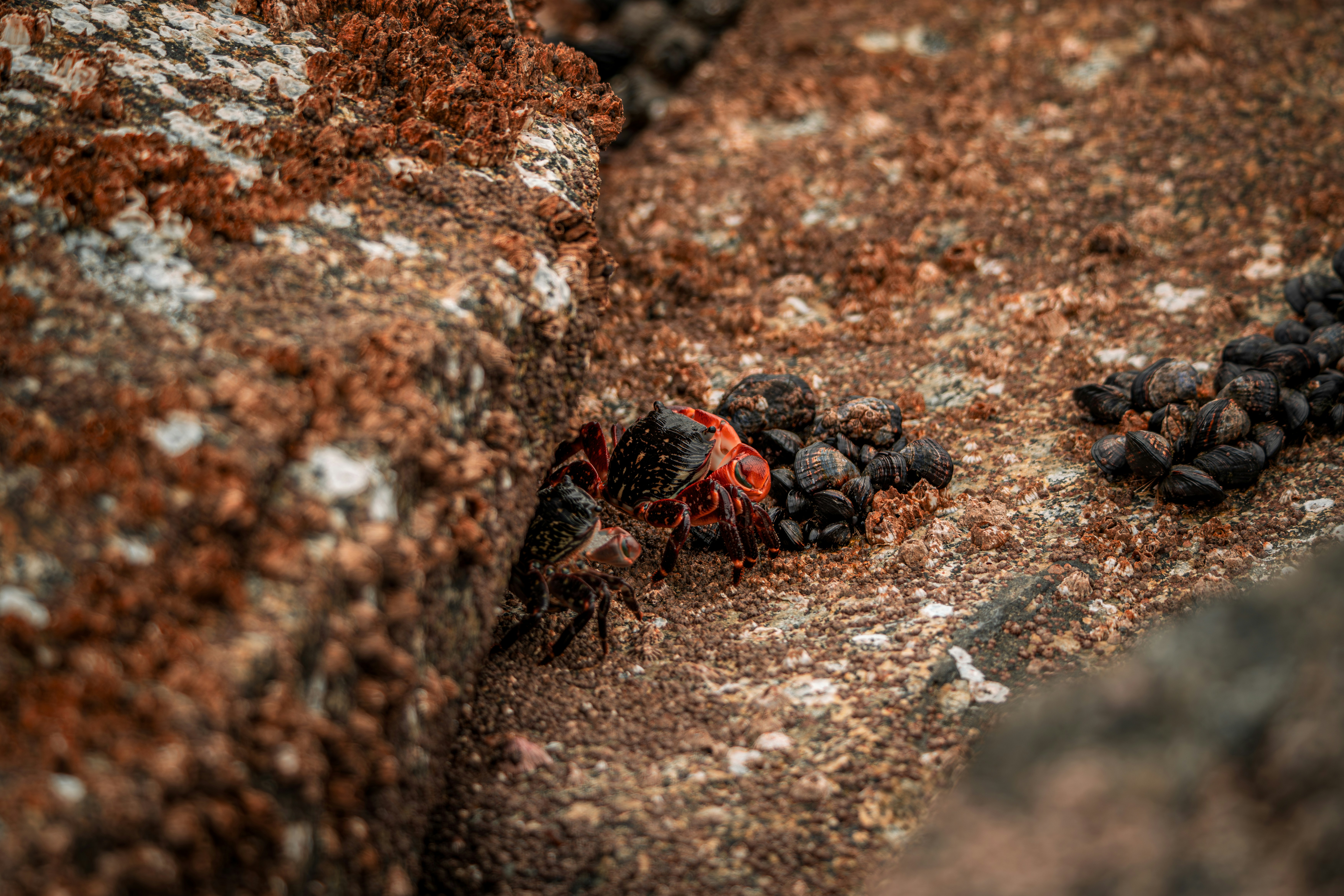 Red Sand Crab Peeking from a Lava Rock Crevice