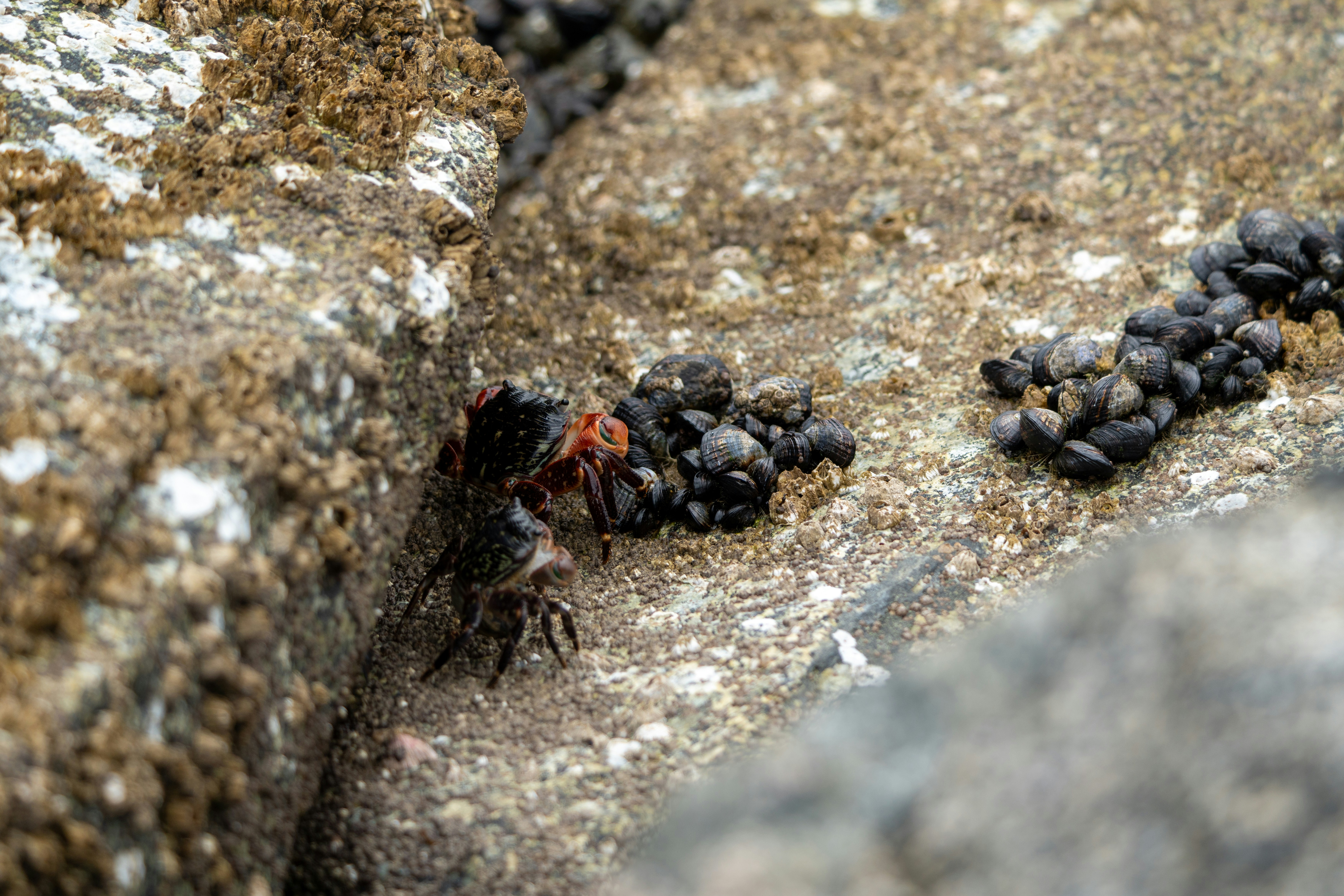 Crab and Dark Shells: A Tidepool Encounter Between Crustacean and Pebbles