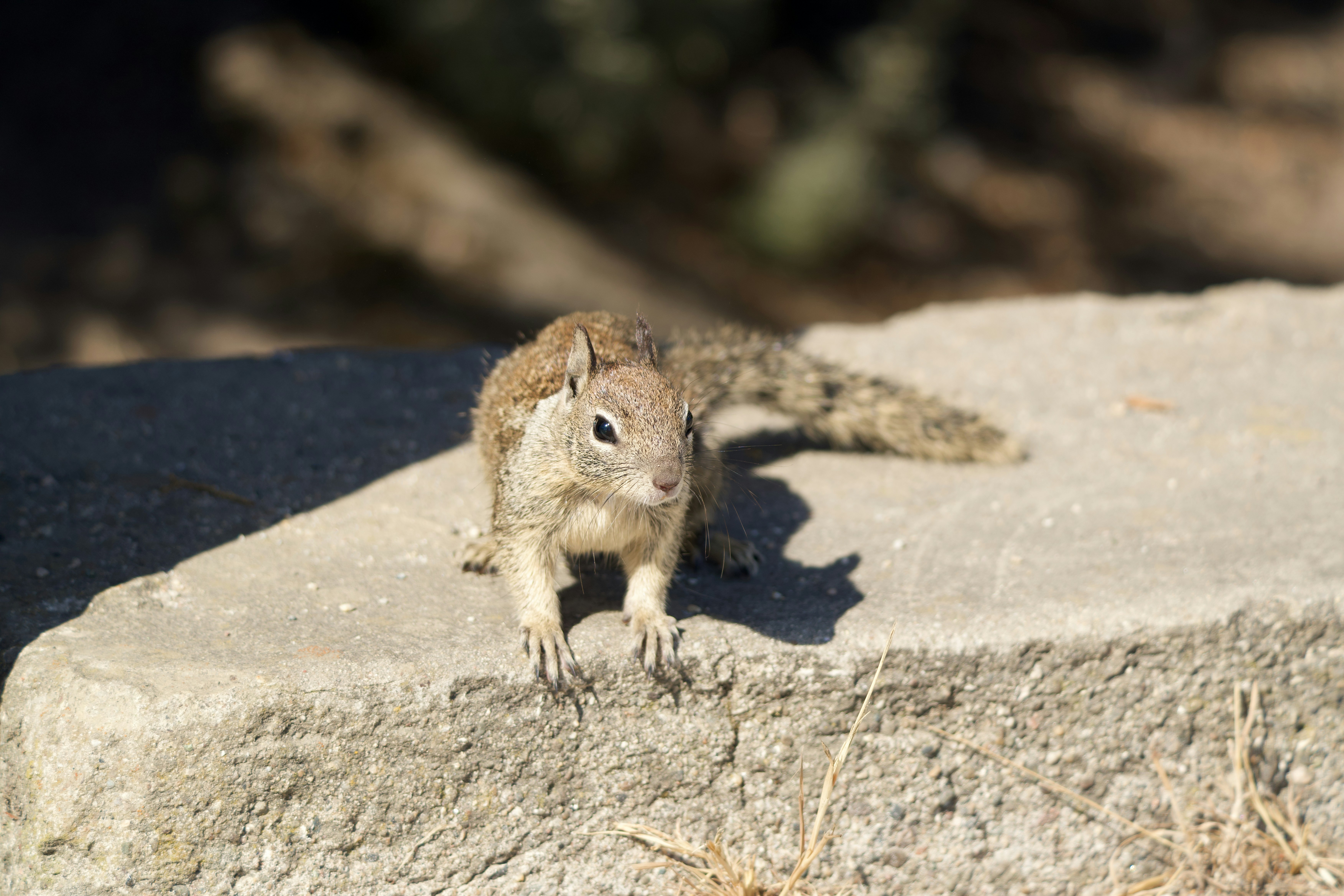 Chipmunk on a sunlit stone ledge: a moment of alert curiosity
