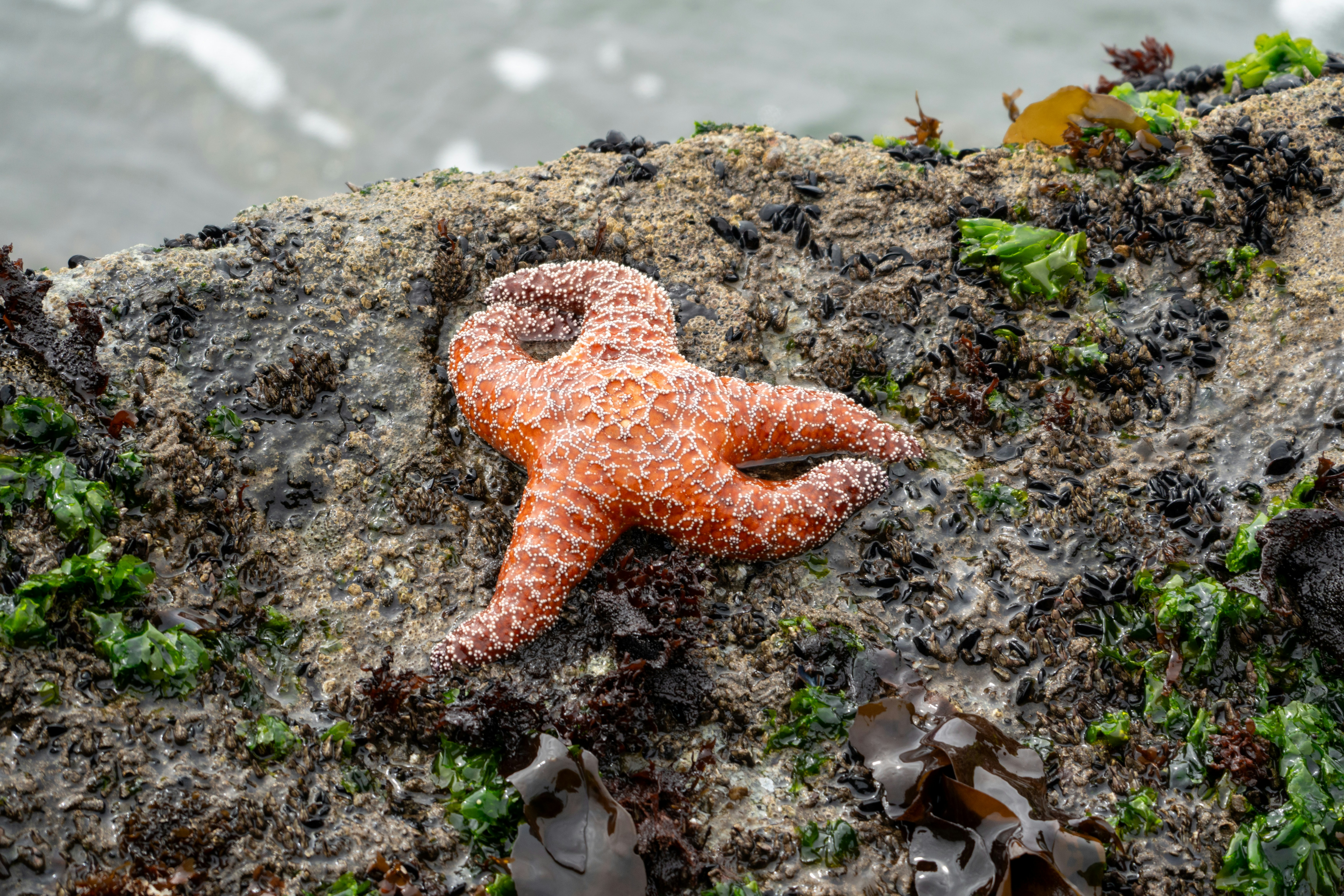 Orange starfish on a rugged tide-washed rock
