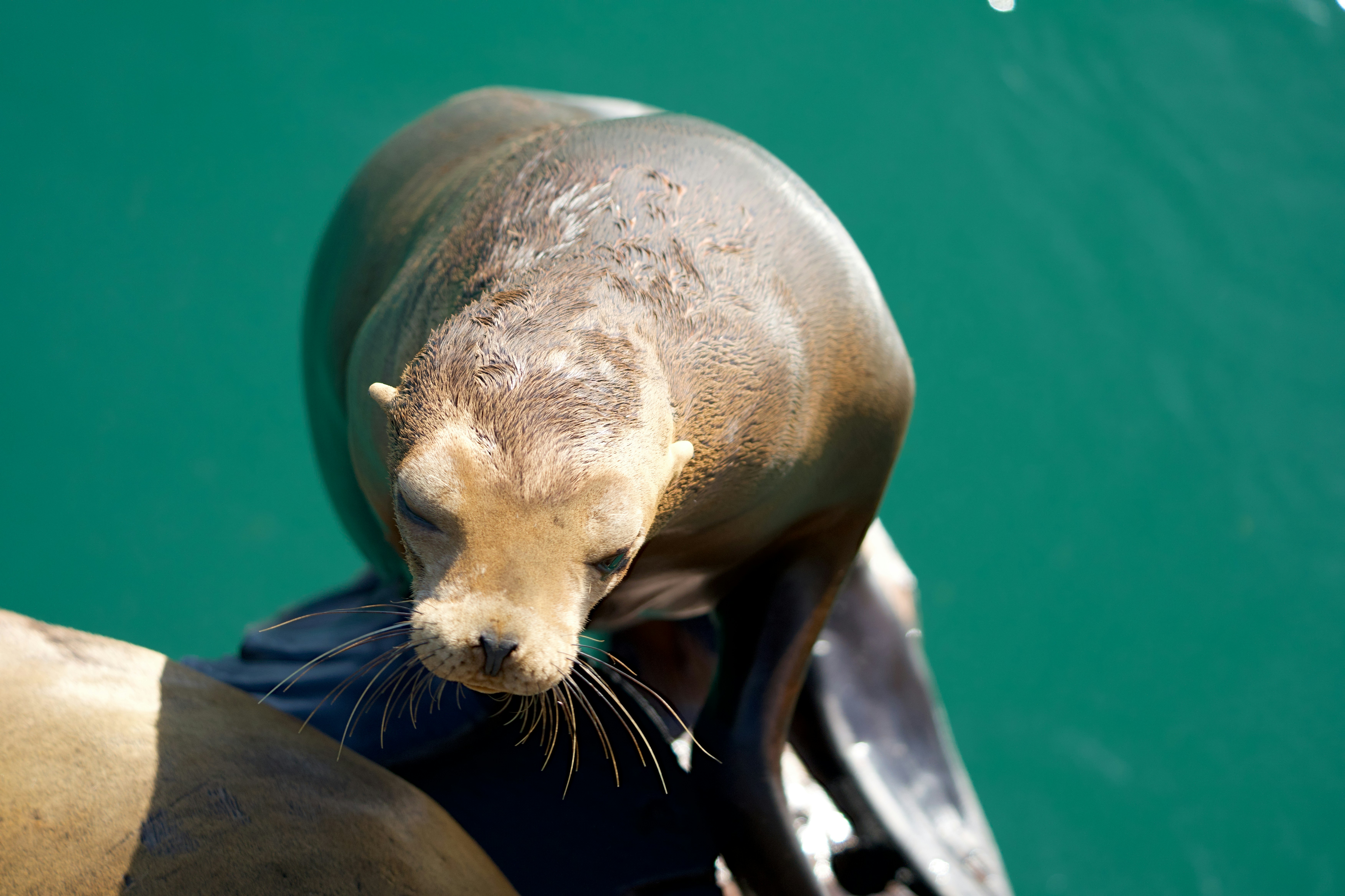 Curved Whiskers and Quiet Gaze: A Harbor Seal's Contemplation