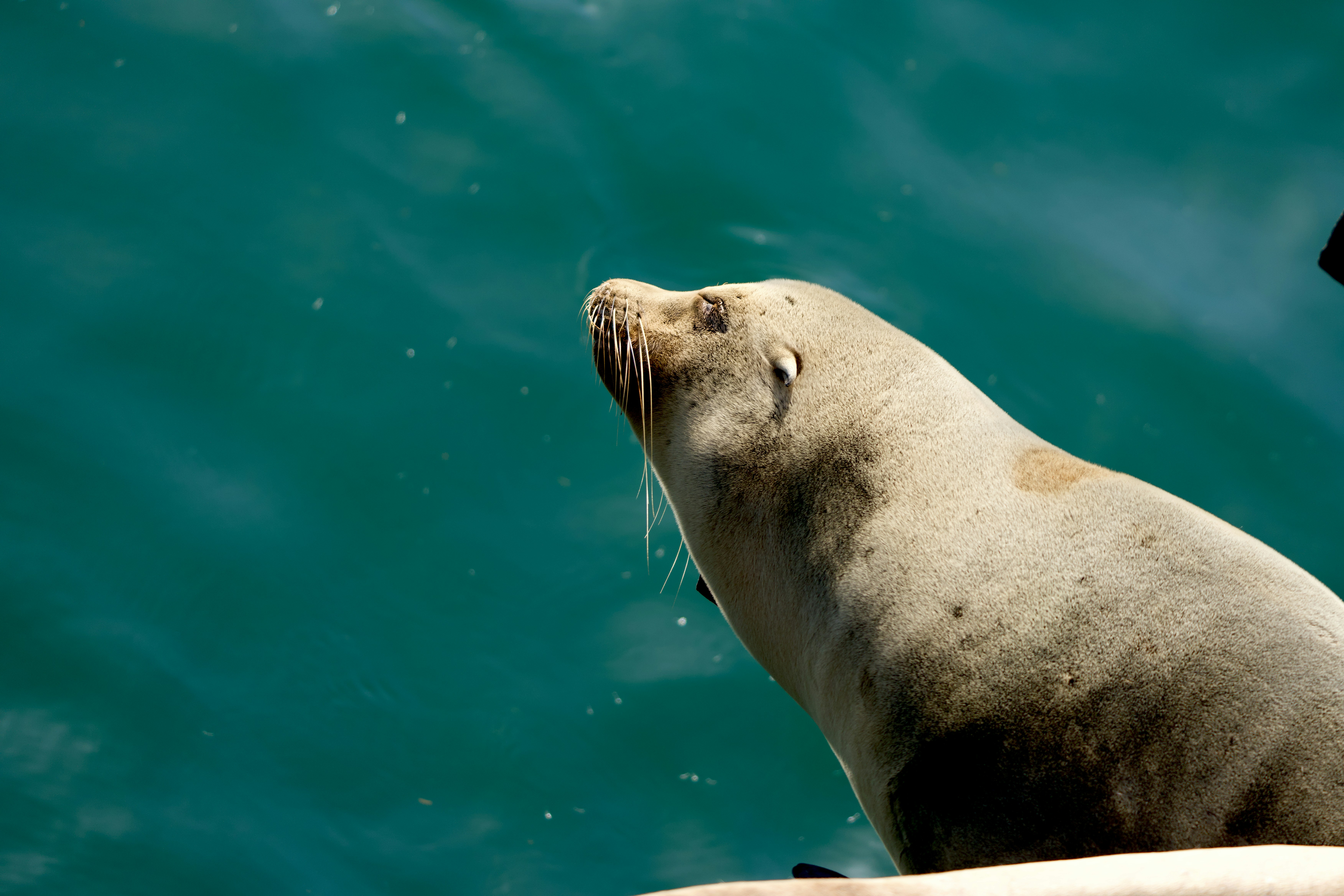 Sealed Gaze: A Sea Mammal Pauses Above Turquoise Depths