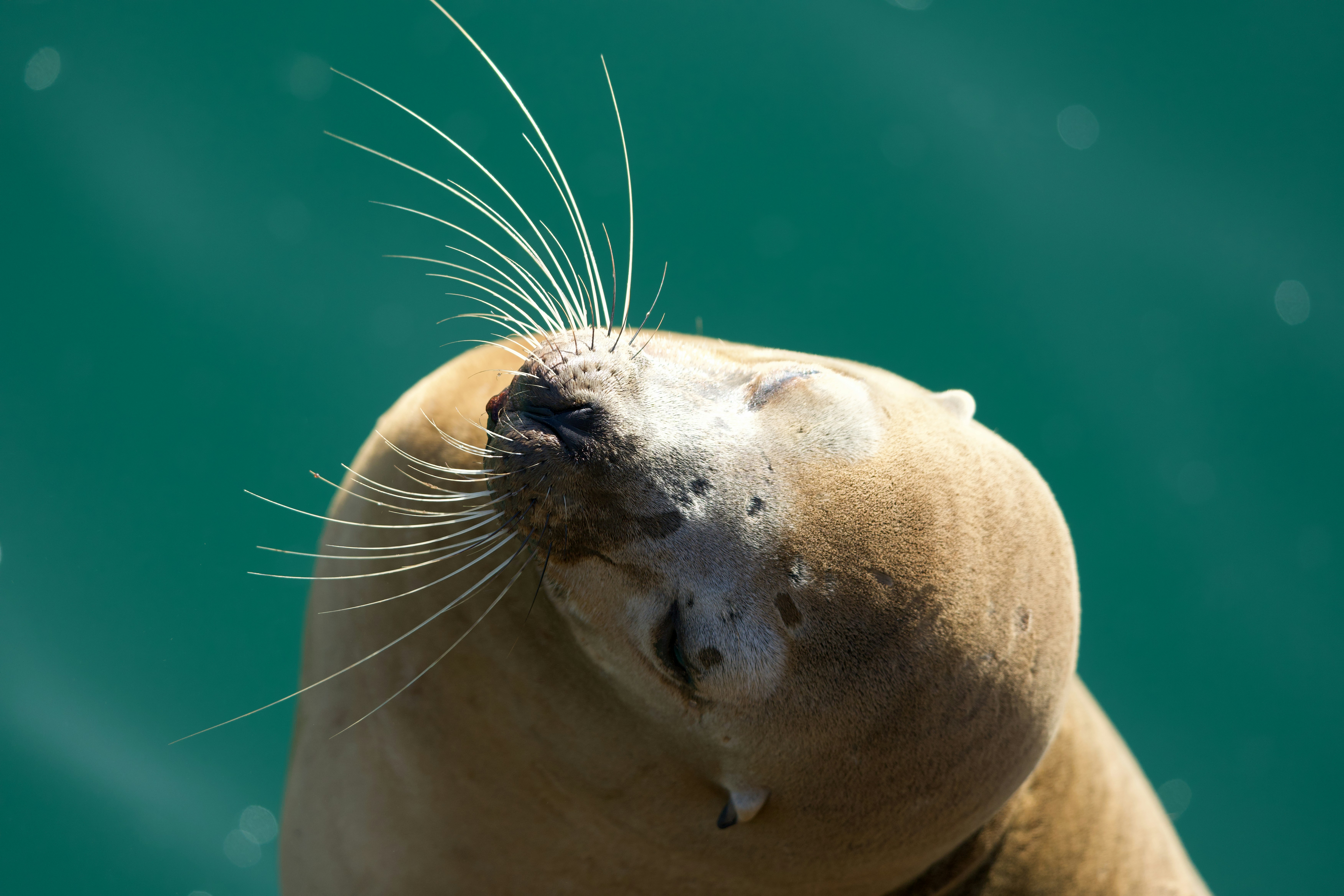 Close-up of a curious sea lion with whiskers tracing the light