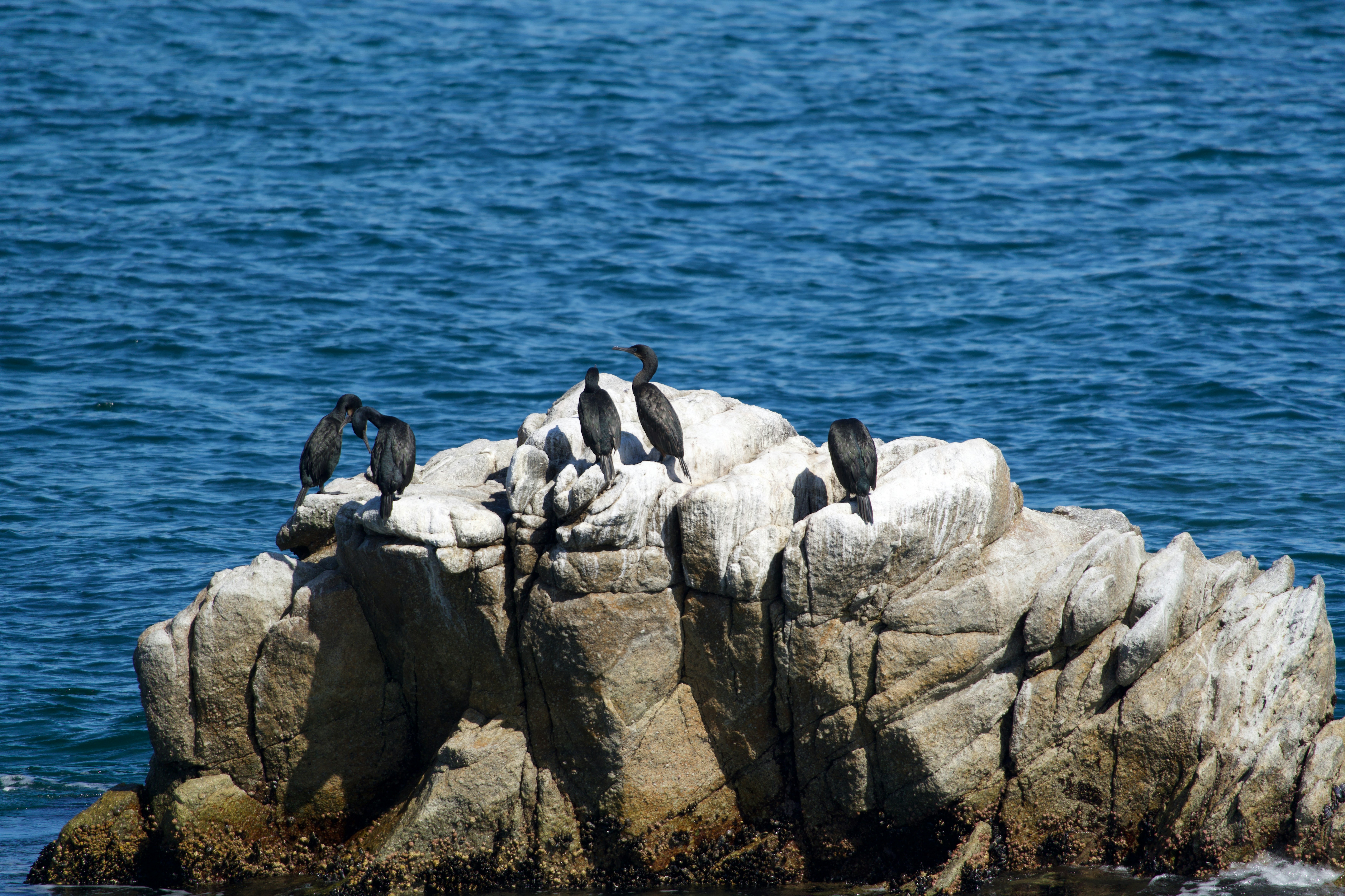 Rock Chorus: seabirds on sunlit granite at the edge of the blue