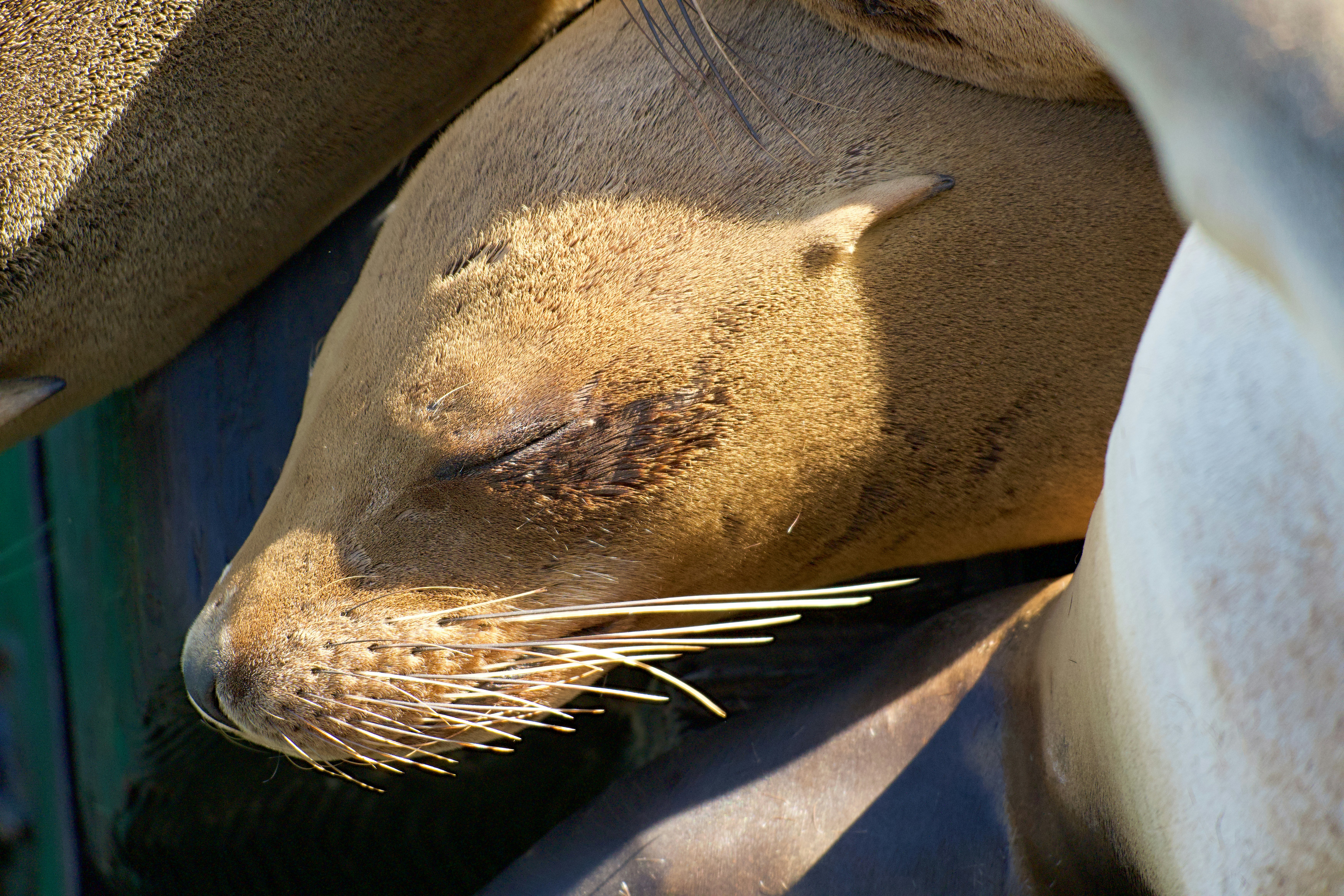 Whiskered Repose: A Seaborne Seal Napping in Soft Sunlight
