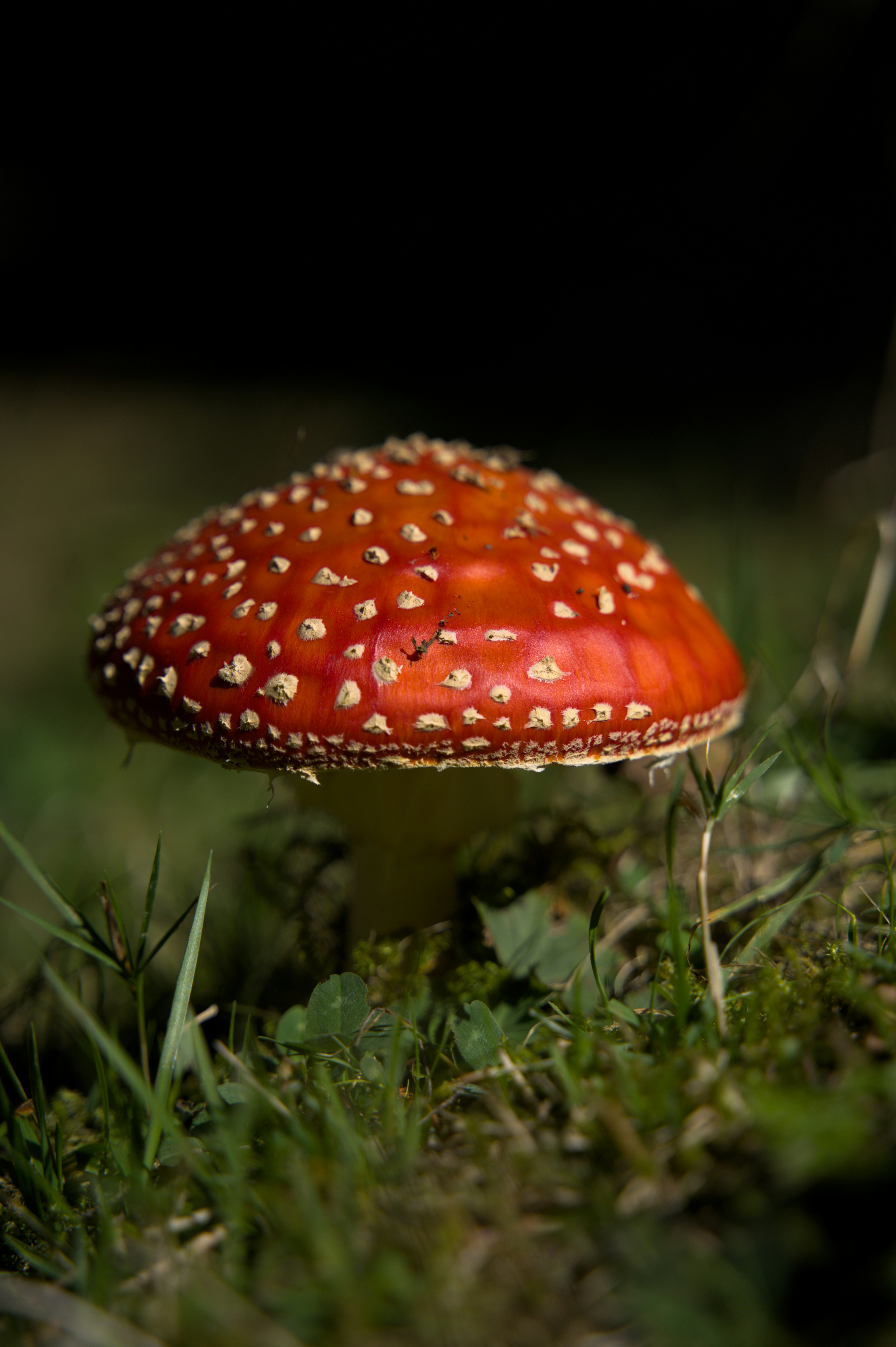 Bright red Amanita mushroom with white warts resting among moss and grass, captured at ground level to emphasize the tiny forest floor scene.