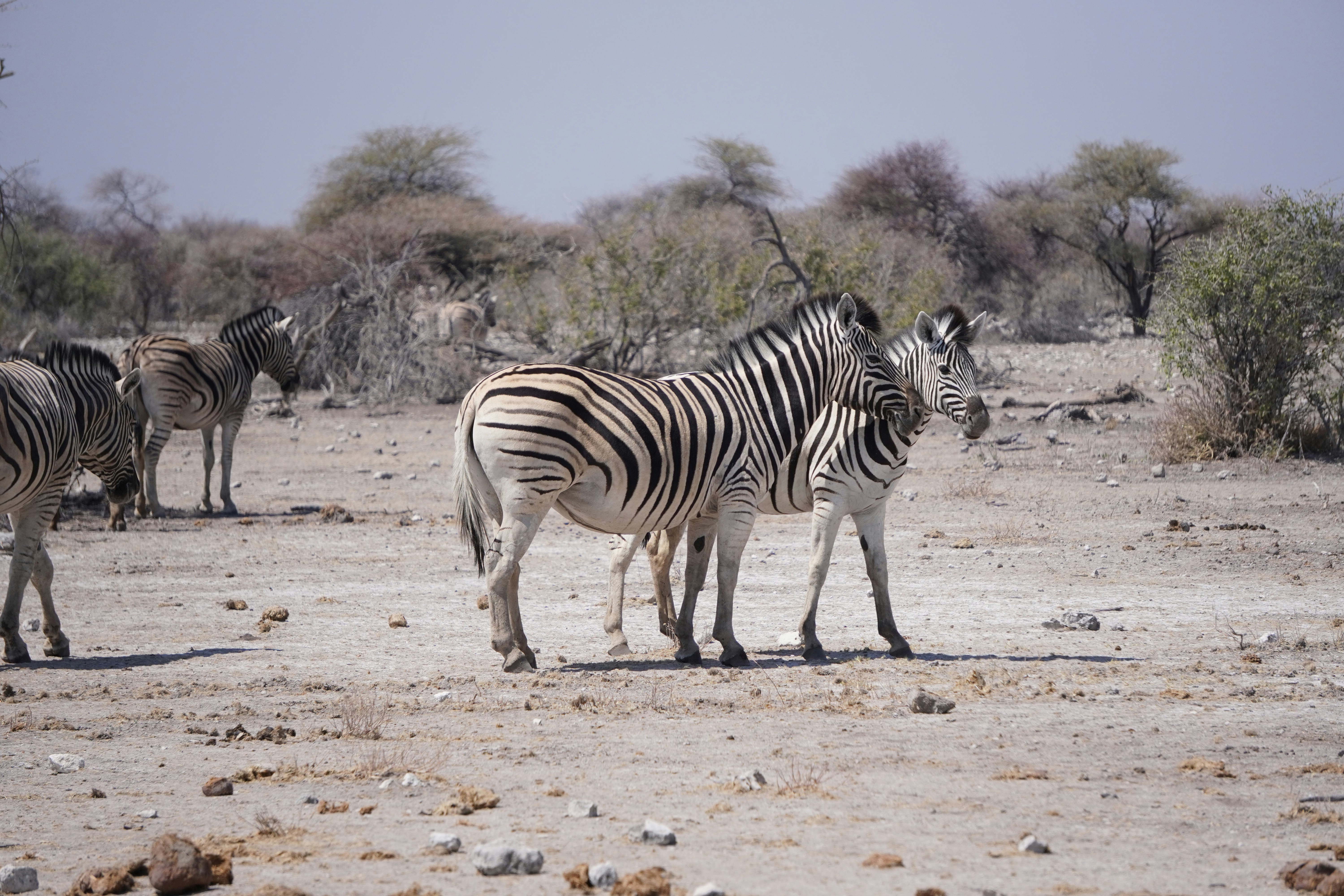 Zebras on a sunlit savanna: calm herd amid sparse brush
